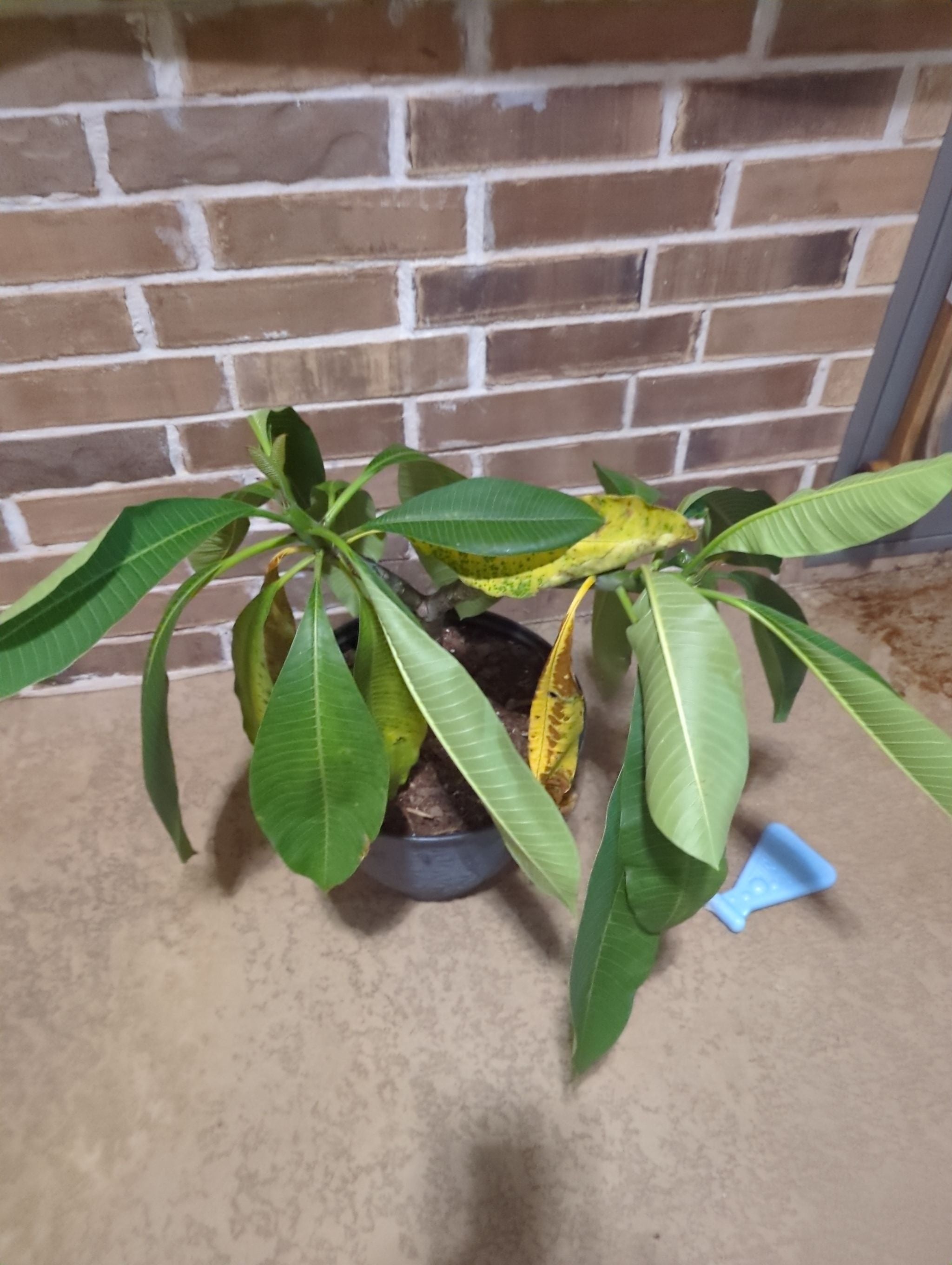 🌸 3 Tips for Healthy Red Frangipani Roots