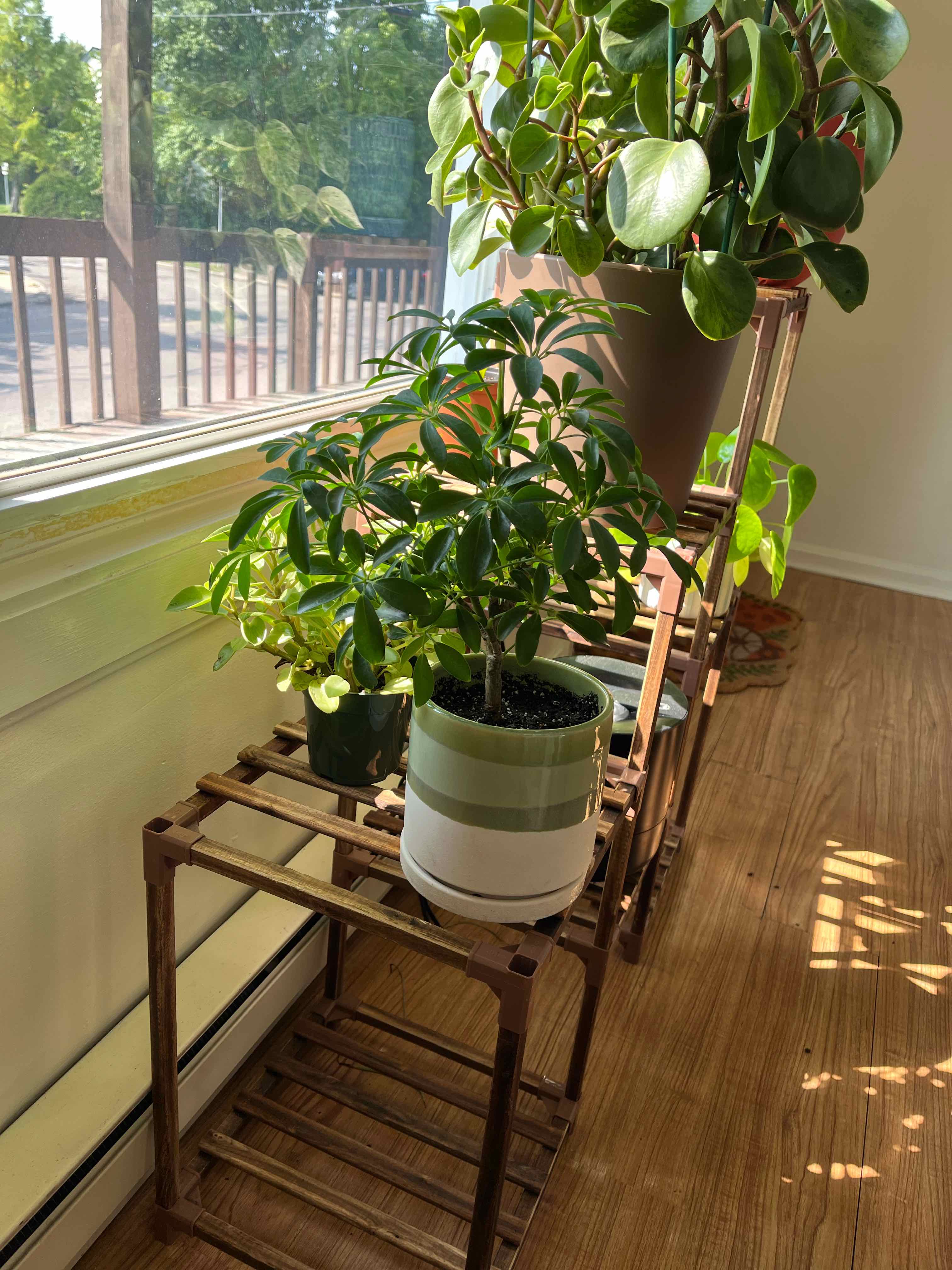 Lola | A plant by @alexissarantos on Greg