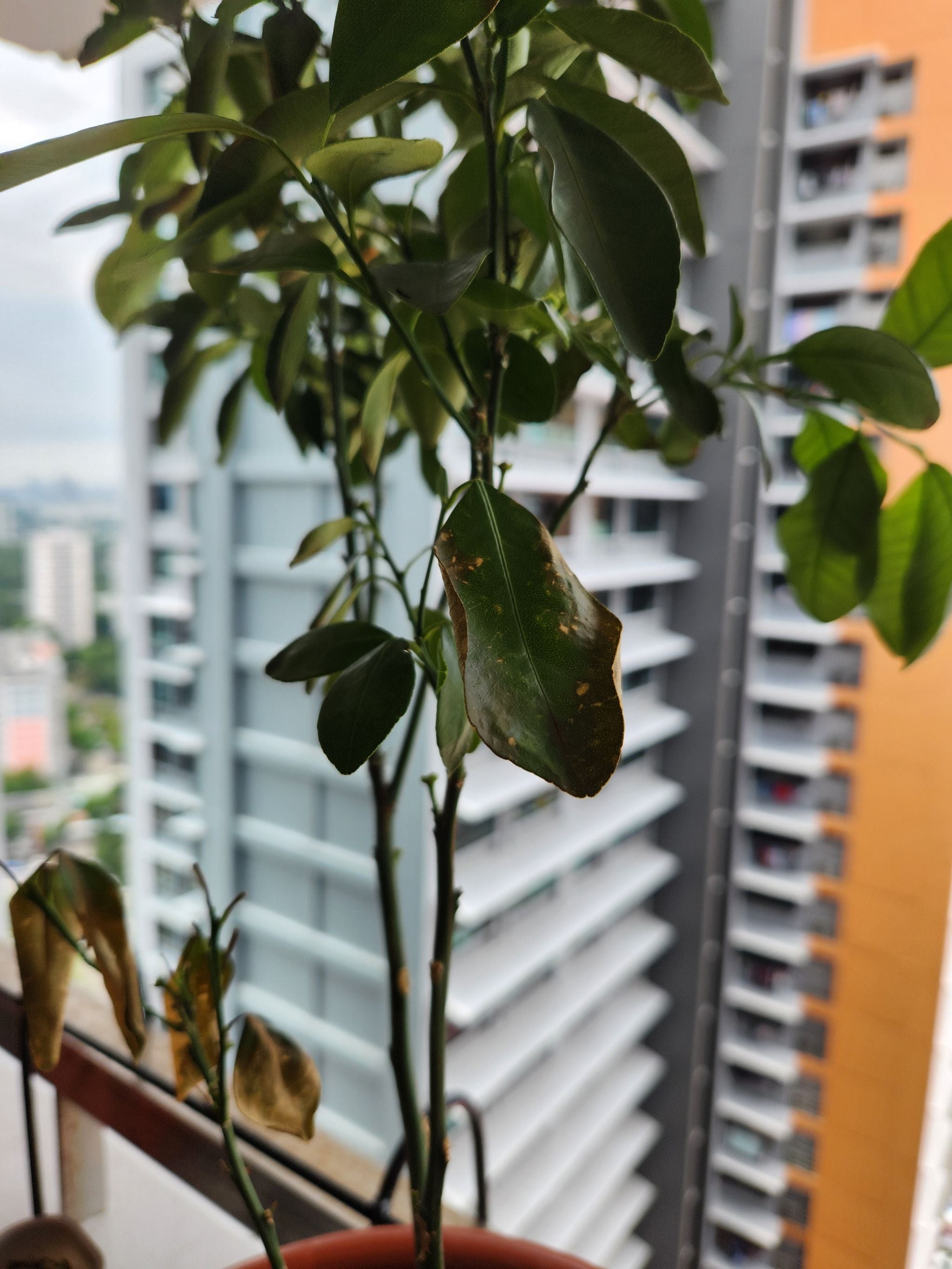 Common Mock Orange Problems