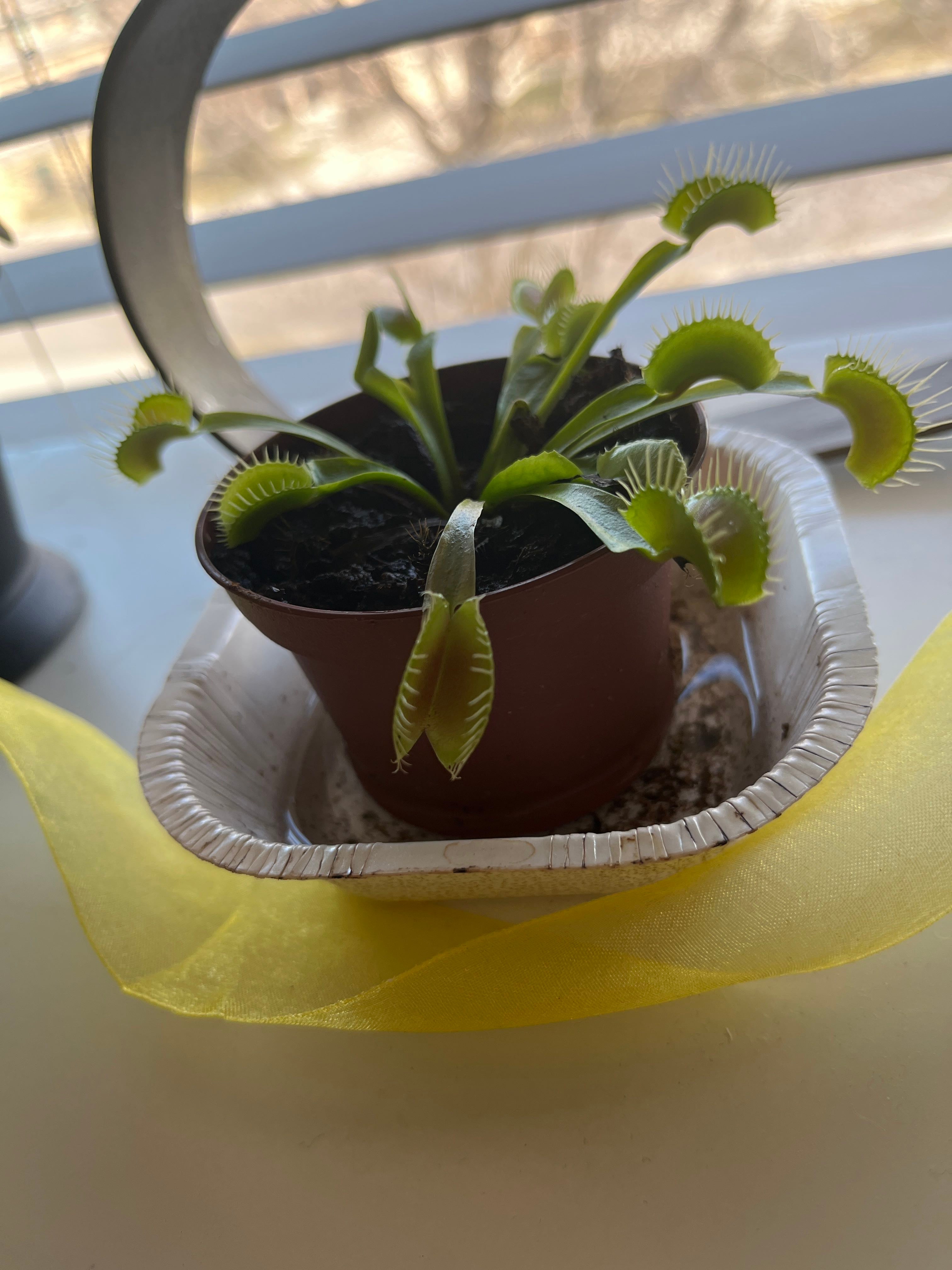 🪰 Ultimate Guide to Light Requirements for Venus Fly Trap