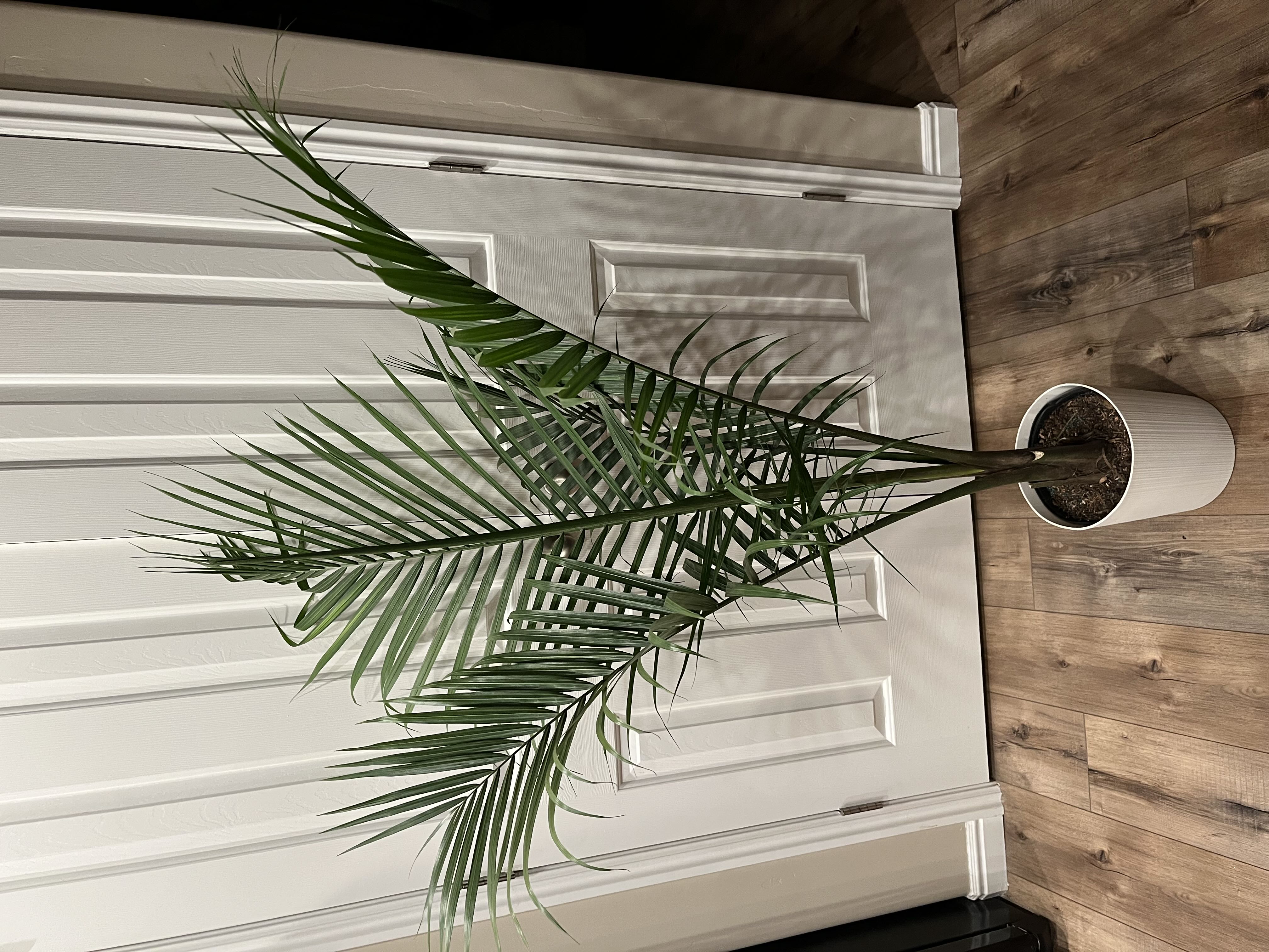 🌴 Introduction to White Majesty Palm