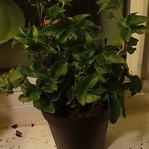 Curly Locks Ivy Plant Care: Water, Light, Nutrients | Greg App 🌱