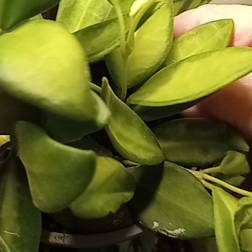 Sea stone hoya Care 101: Water, Light & Growing Tips