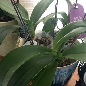 Achilles | A plant by @PatientVetiver on Greg
