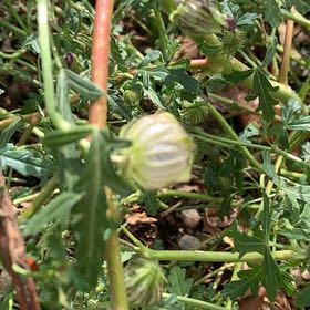 The Complete Bladder Weed Plant Care Guide: Water, Light & Beyond