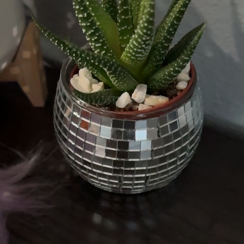 Disco Danny | A plant by @Wallyswonder on Greg