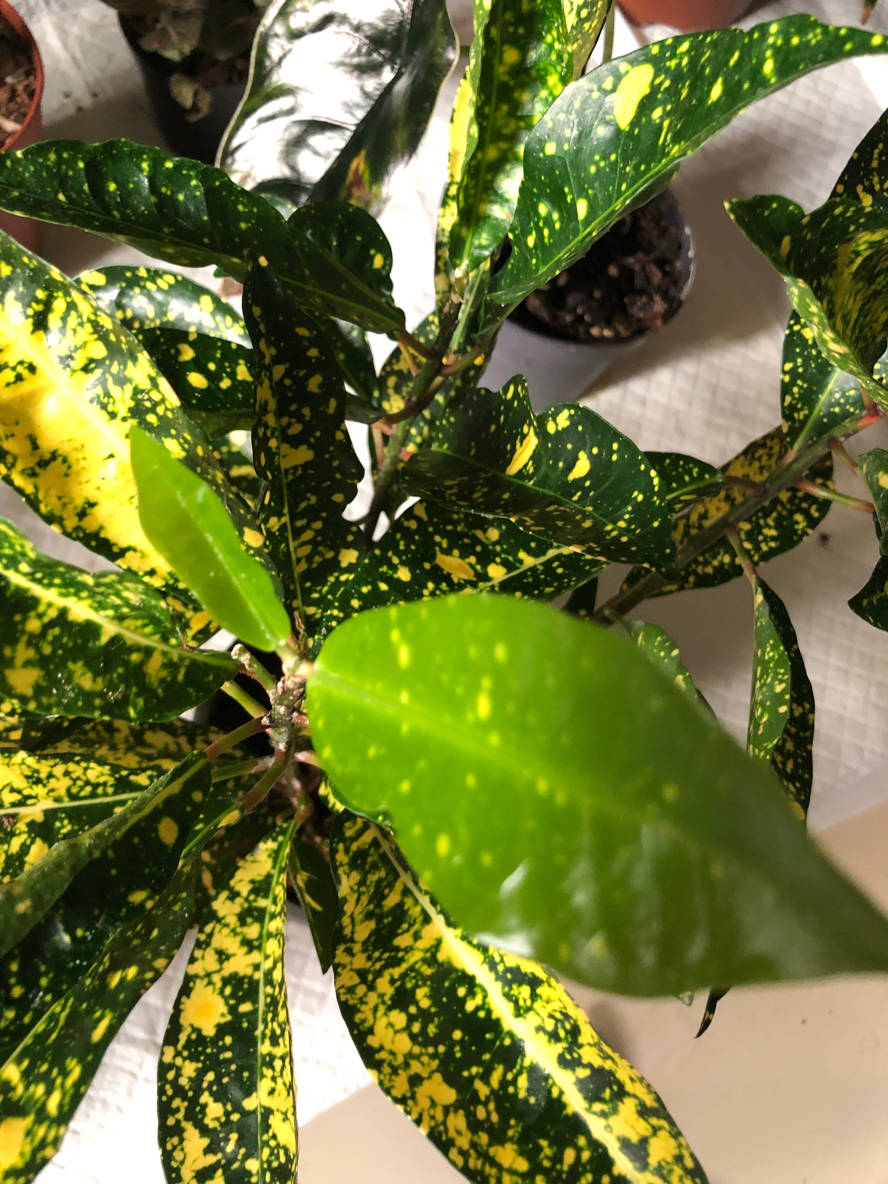 Positive post! Several of my plants are sprouting new l...