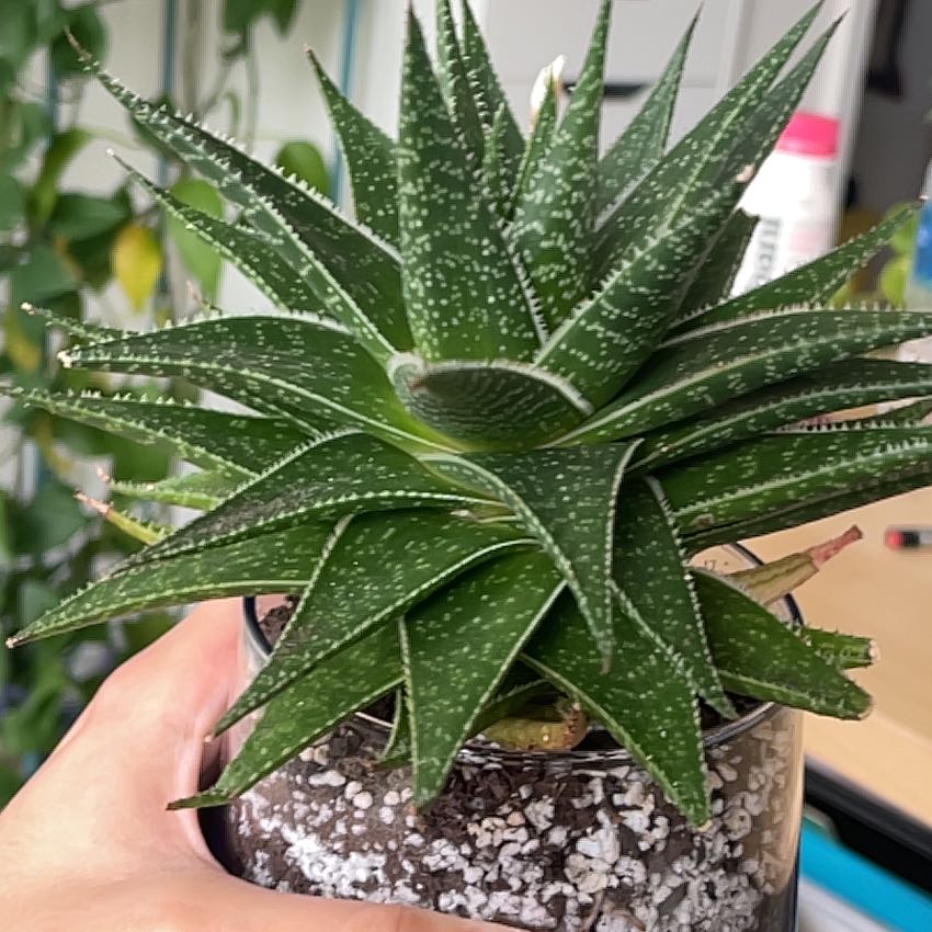 Gregarious | A plant by @GladSatinpothos on Greg