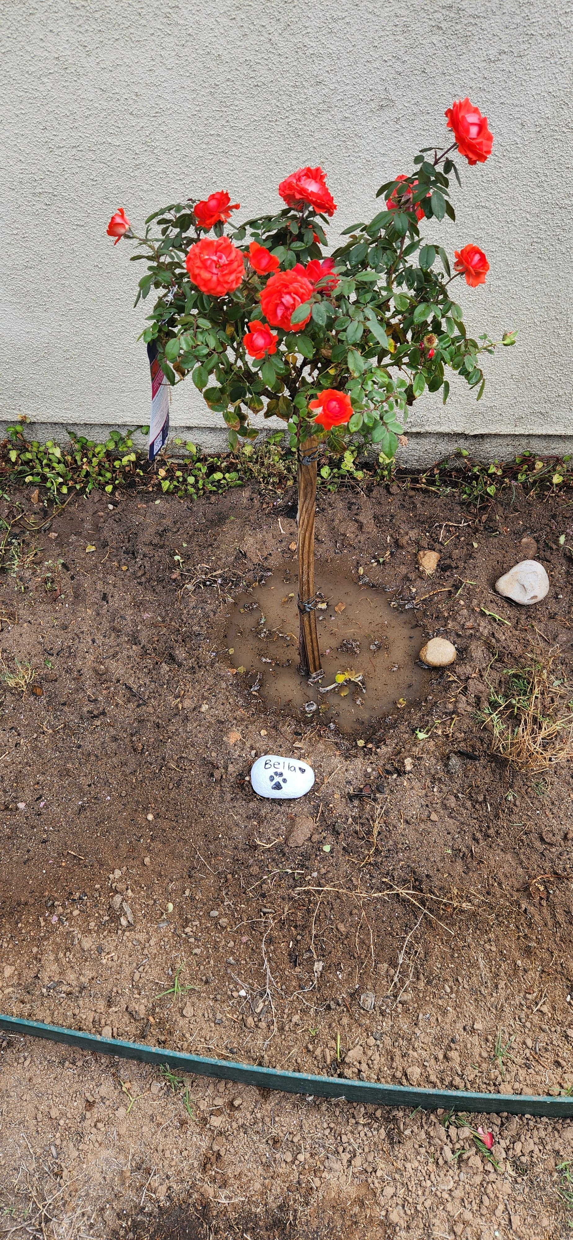 True Love Rose: How Much Water & Light Does it Need to Thrive?