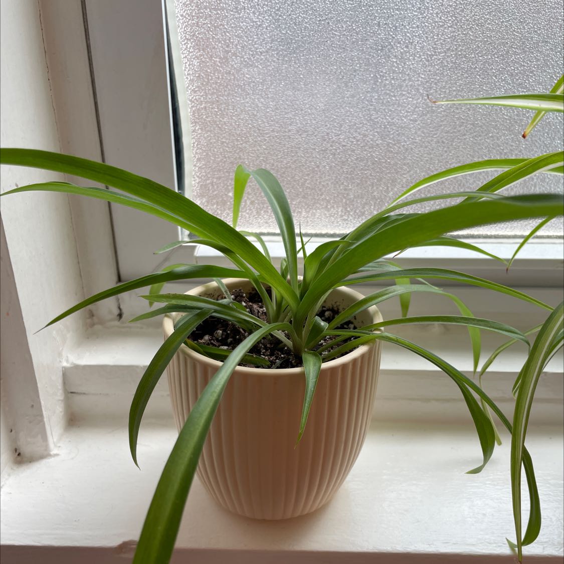 🕷 Why Are My Spider Plant Leaves Droopy?