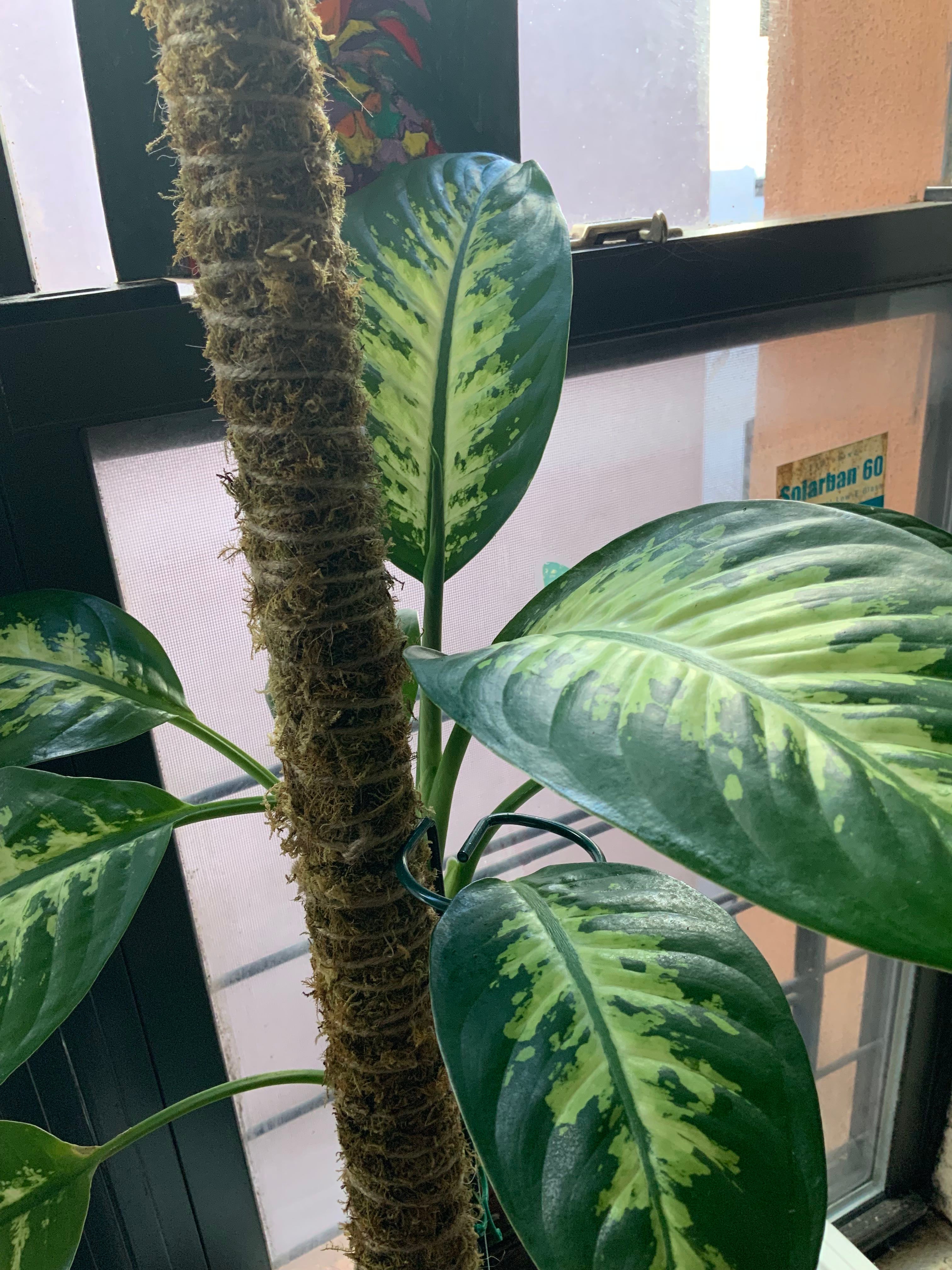 The Complete Dumb Cane Plant Care Guide: Water, Light & Beyond