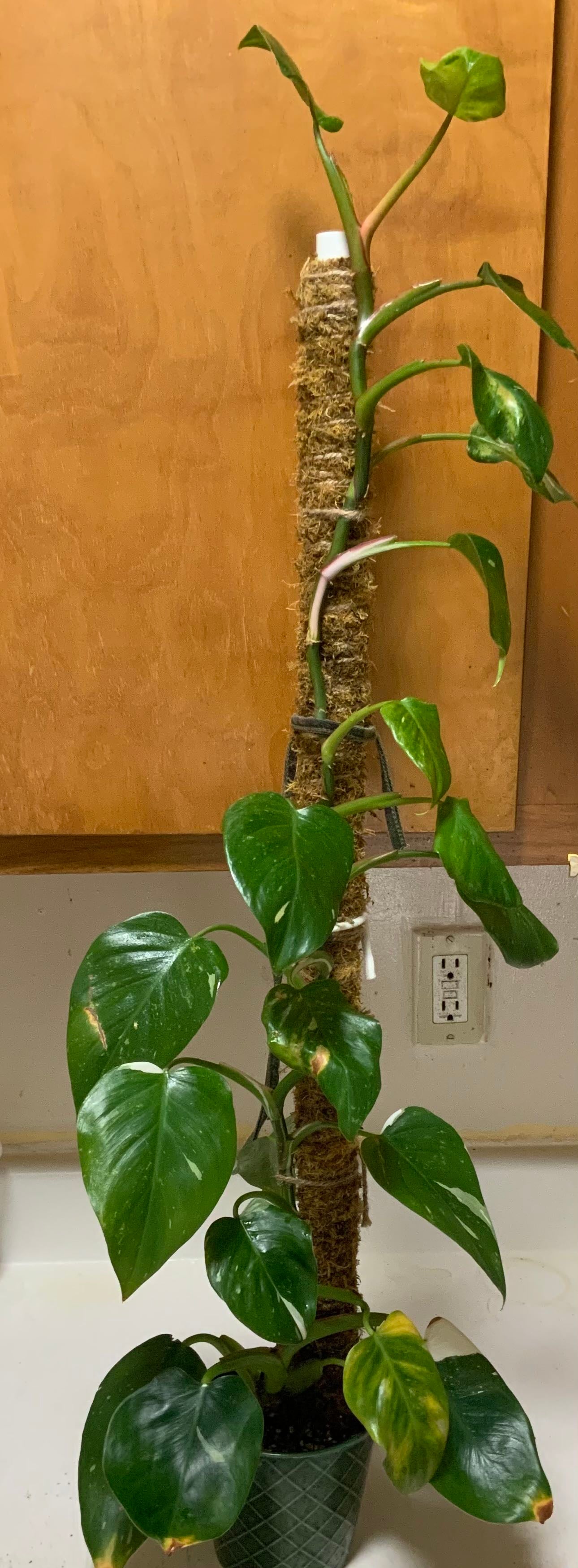 Pretty Princess she is a climber loving how tall she has ...