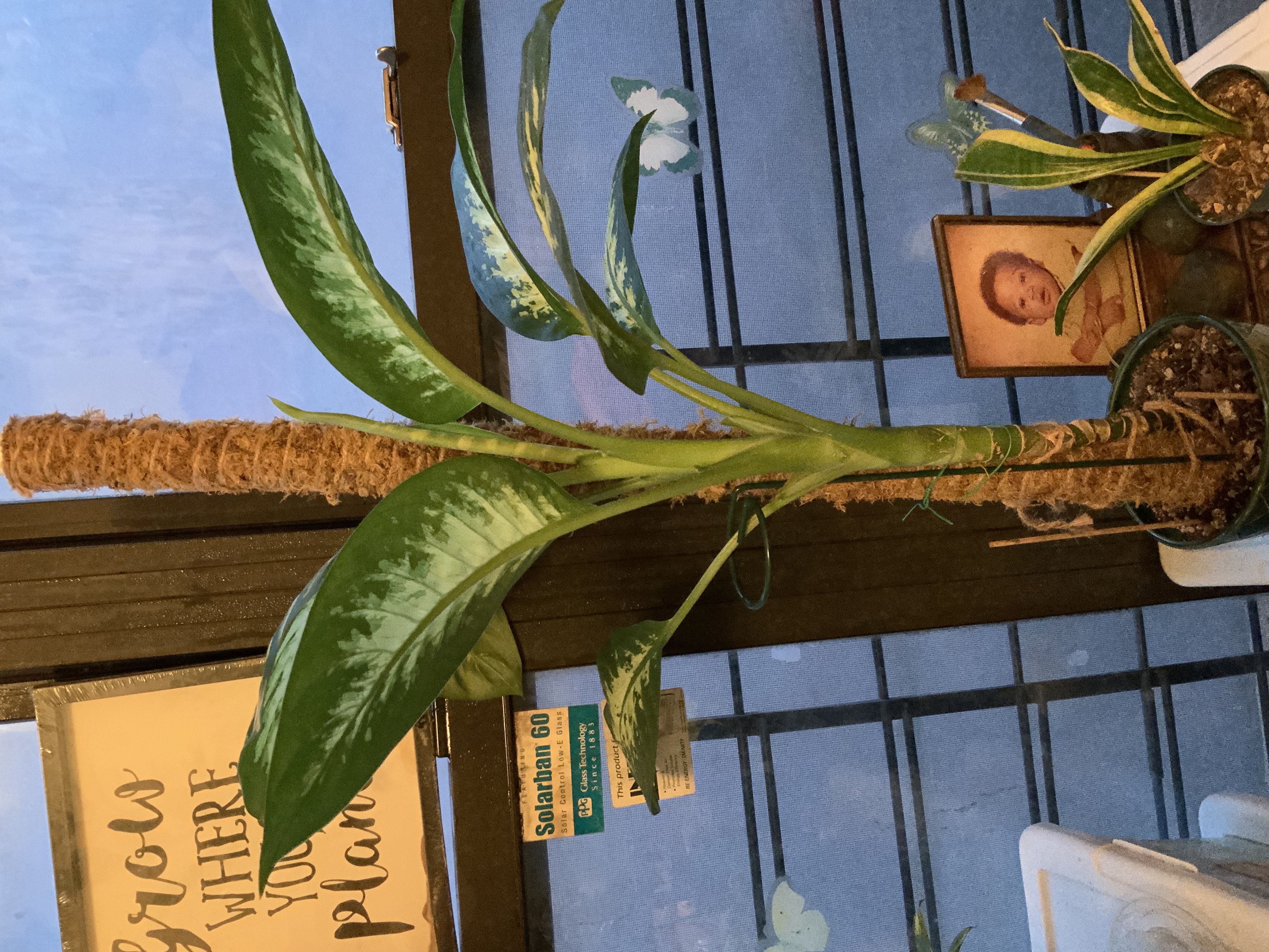 ️ Step-by-Step Guide to Pruning Dieffenbachia 'Amoena'