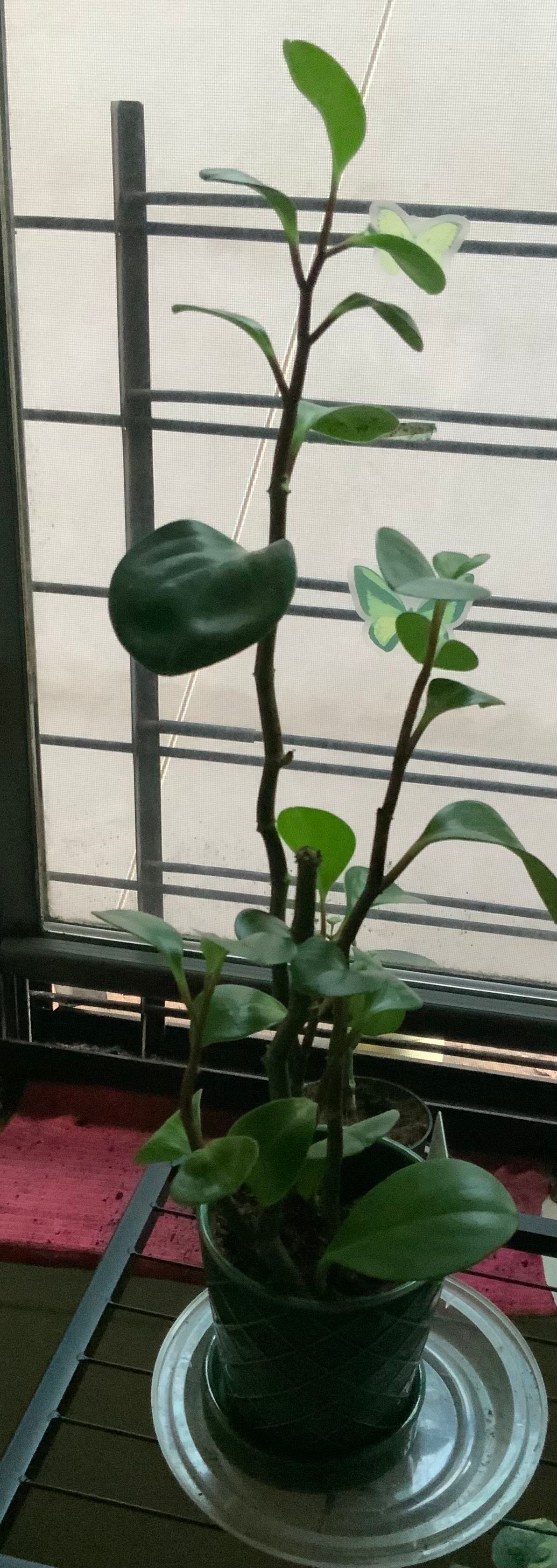 The Complete Baby Rubber Plant Plant Care Guide: Water, Light & Beyond