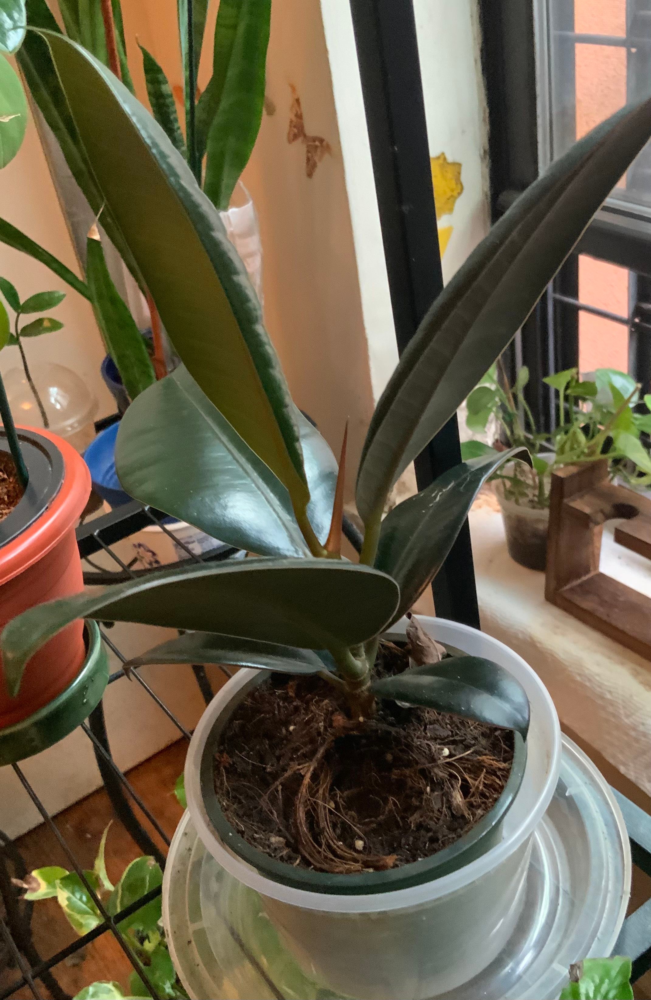 🌳 Ultimate Guide to Propagating Rubber Tree