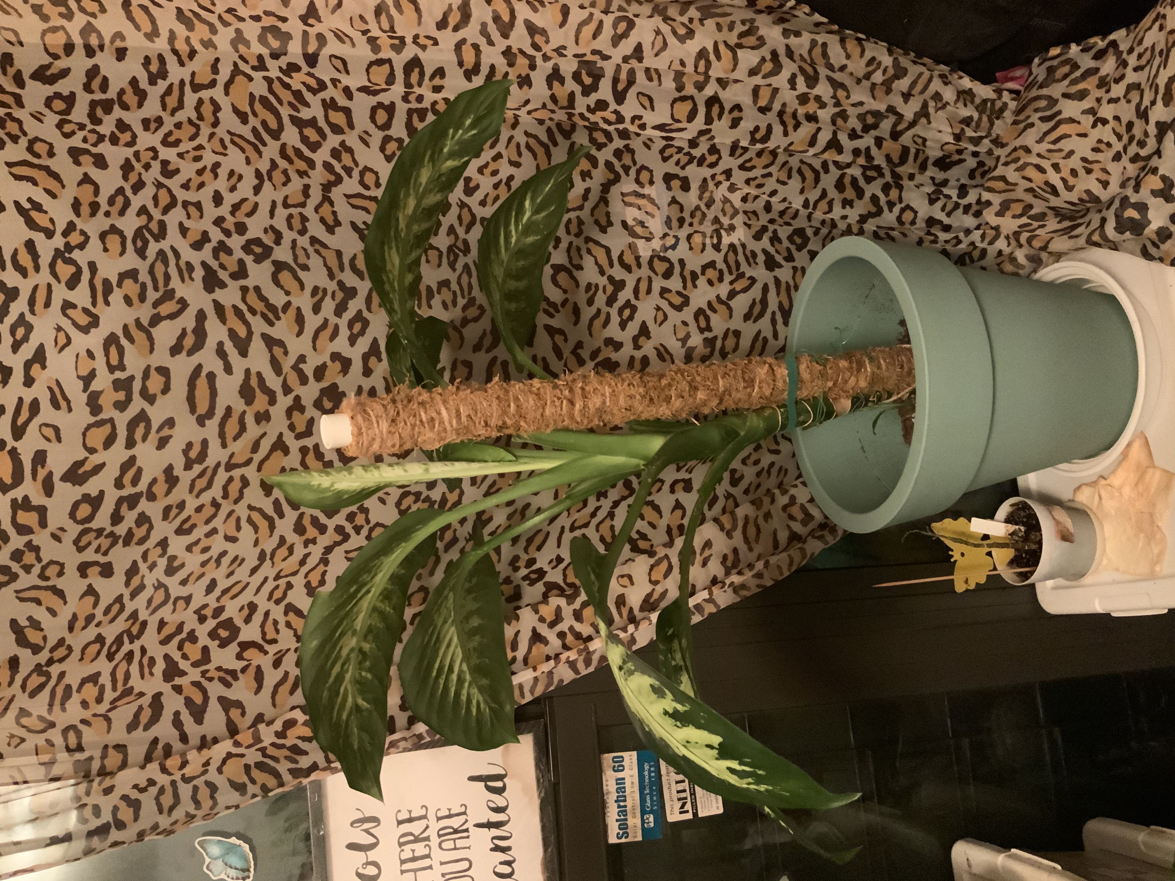 Shakira she thinks she a palm tree and I love the way she...