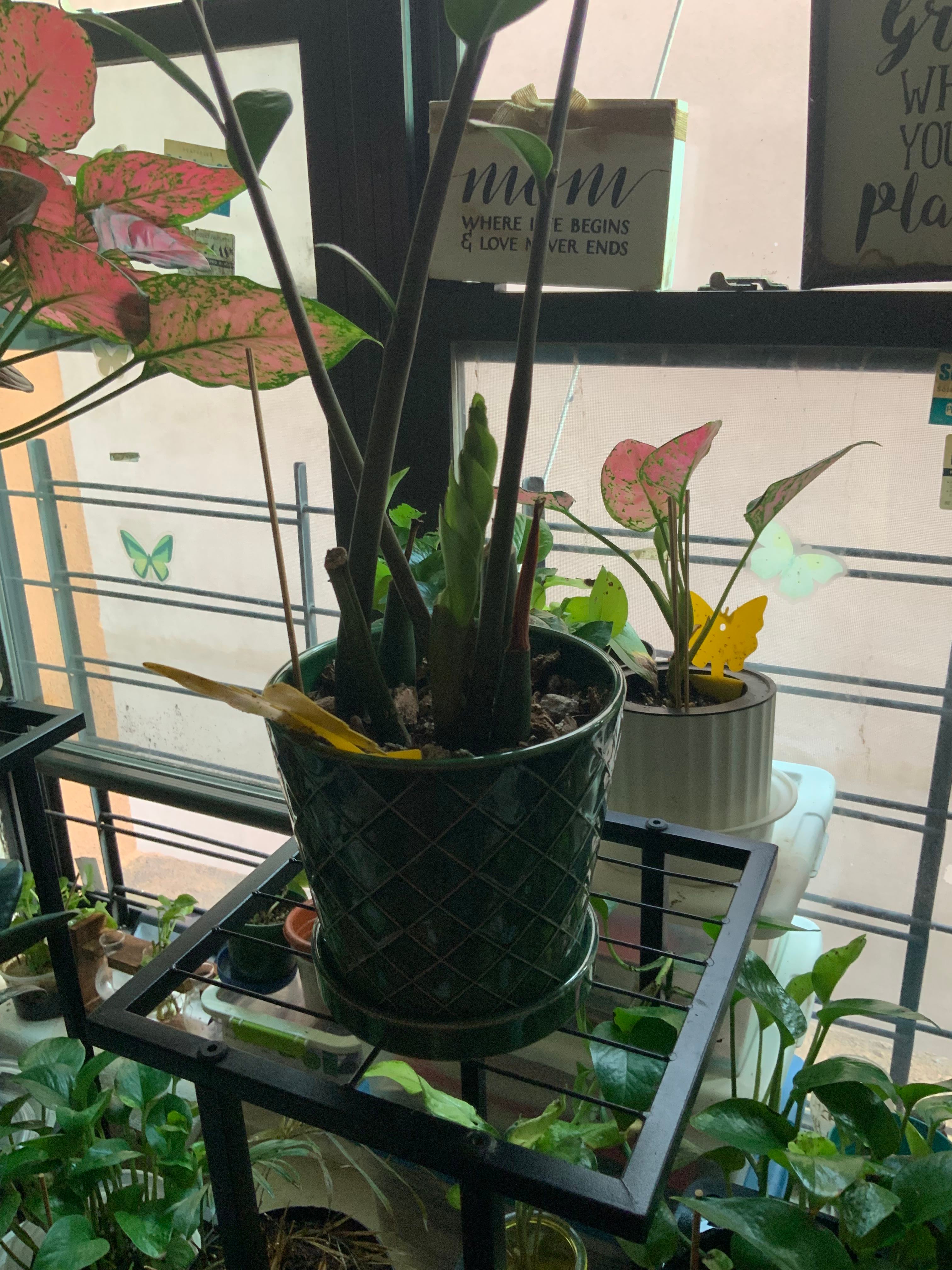 The Complete Variegated Raven ZZ Plant Plant Care Guide: Water, Light ...