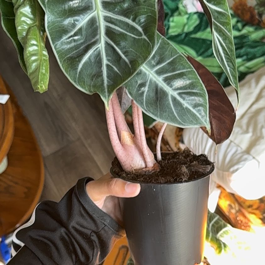 Luna | A plant by @Plantdaddylong on Greg