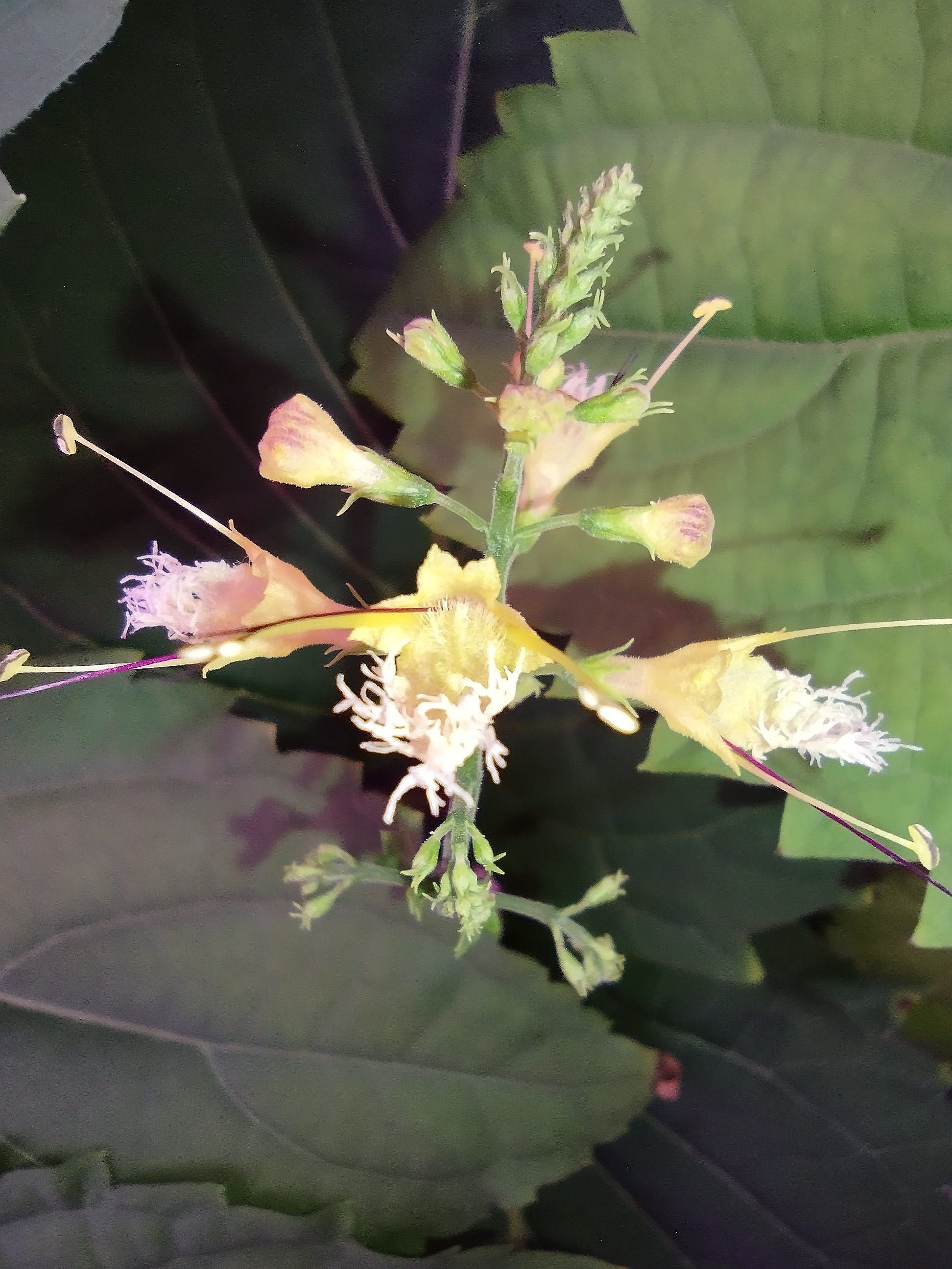 How to Care for Richweed: Mastering Water, Sunlight & More