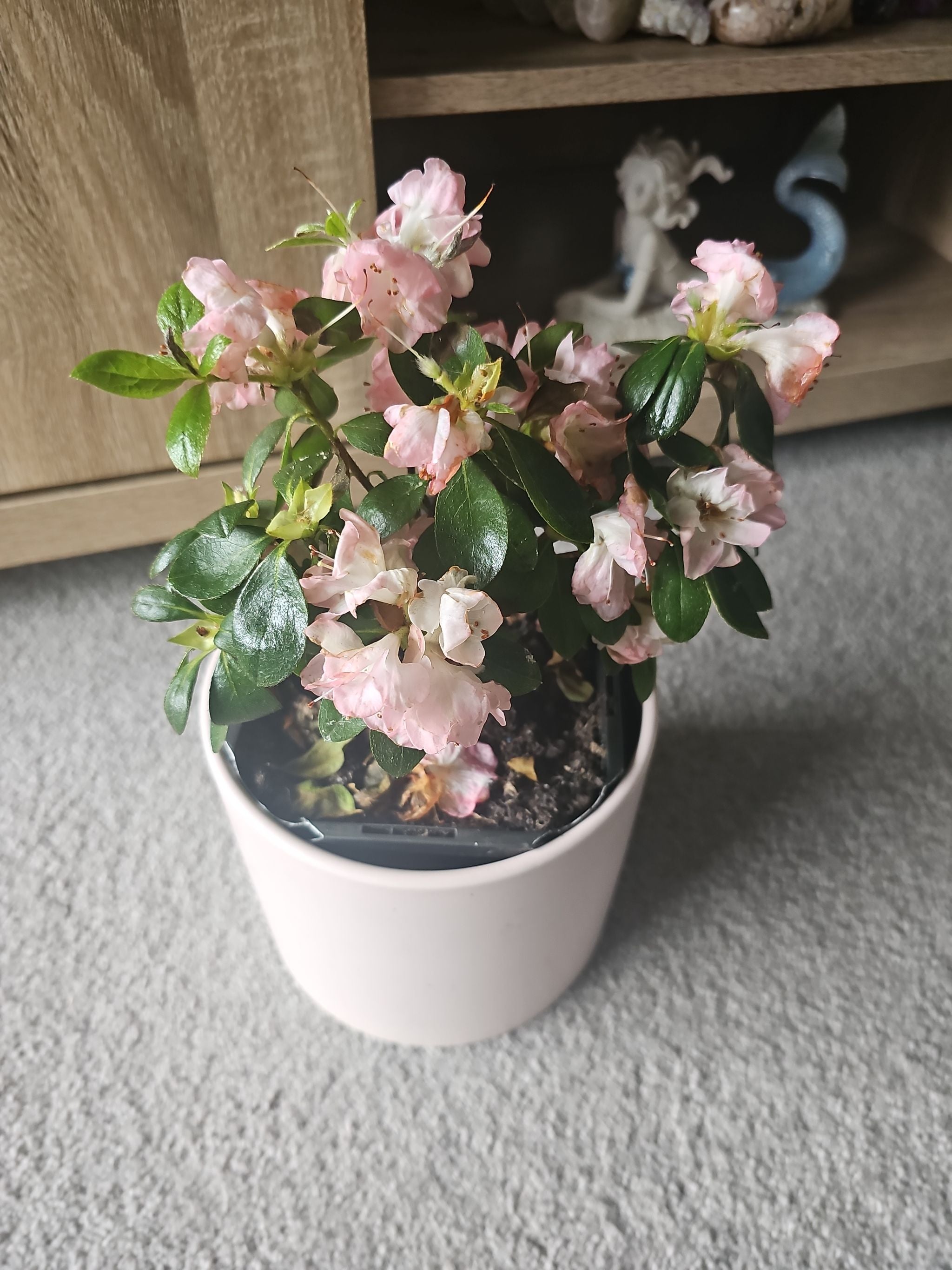 🌸 How to Recognize and Treat Root Rot in Your Blue Azalea