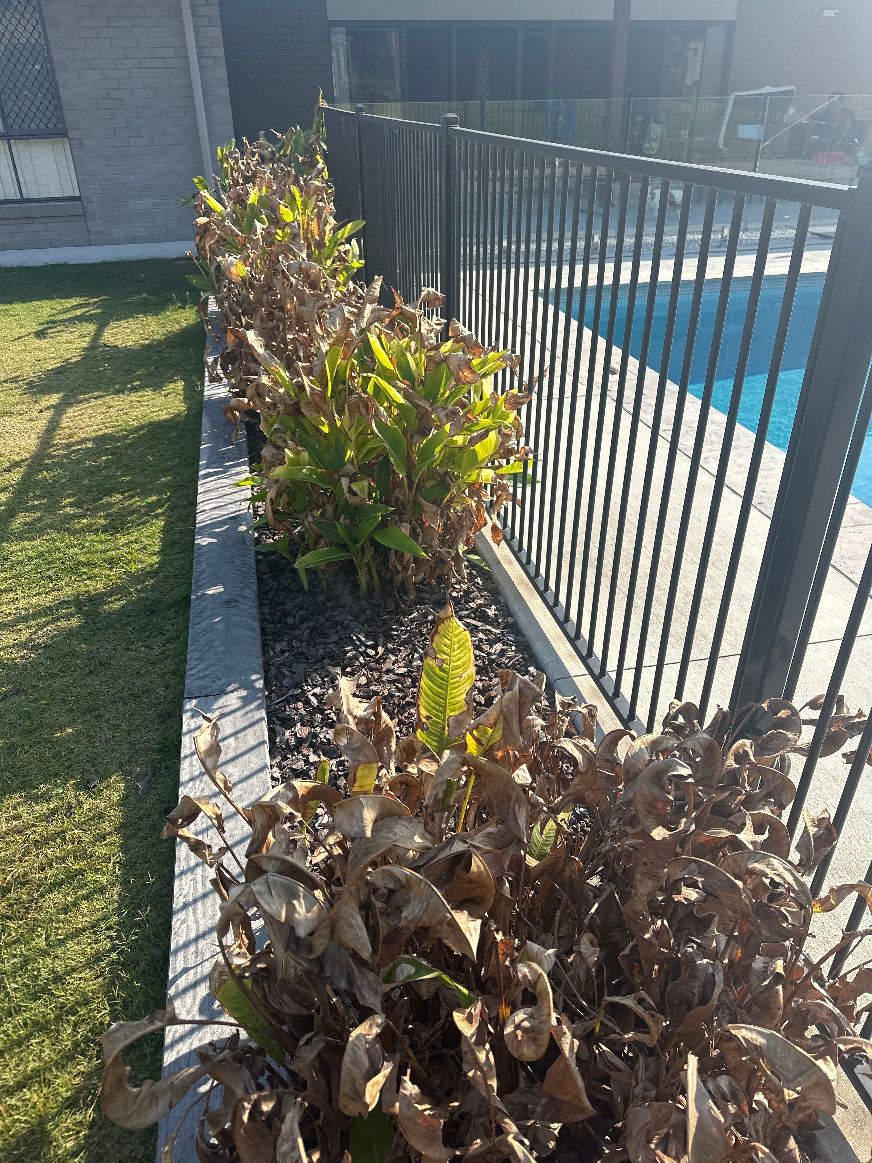 Propagating Your Canna Lily: Step-by-Step Guide