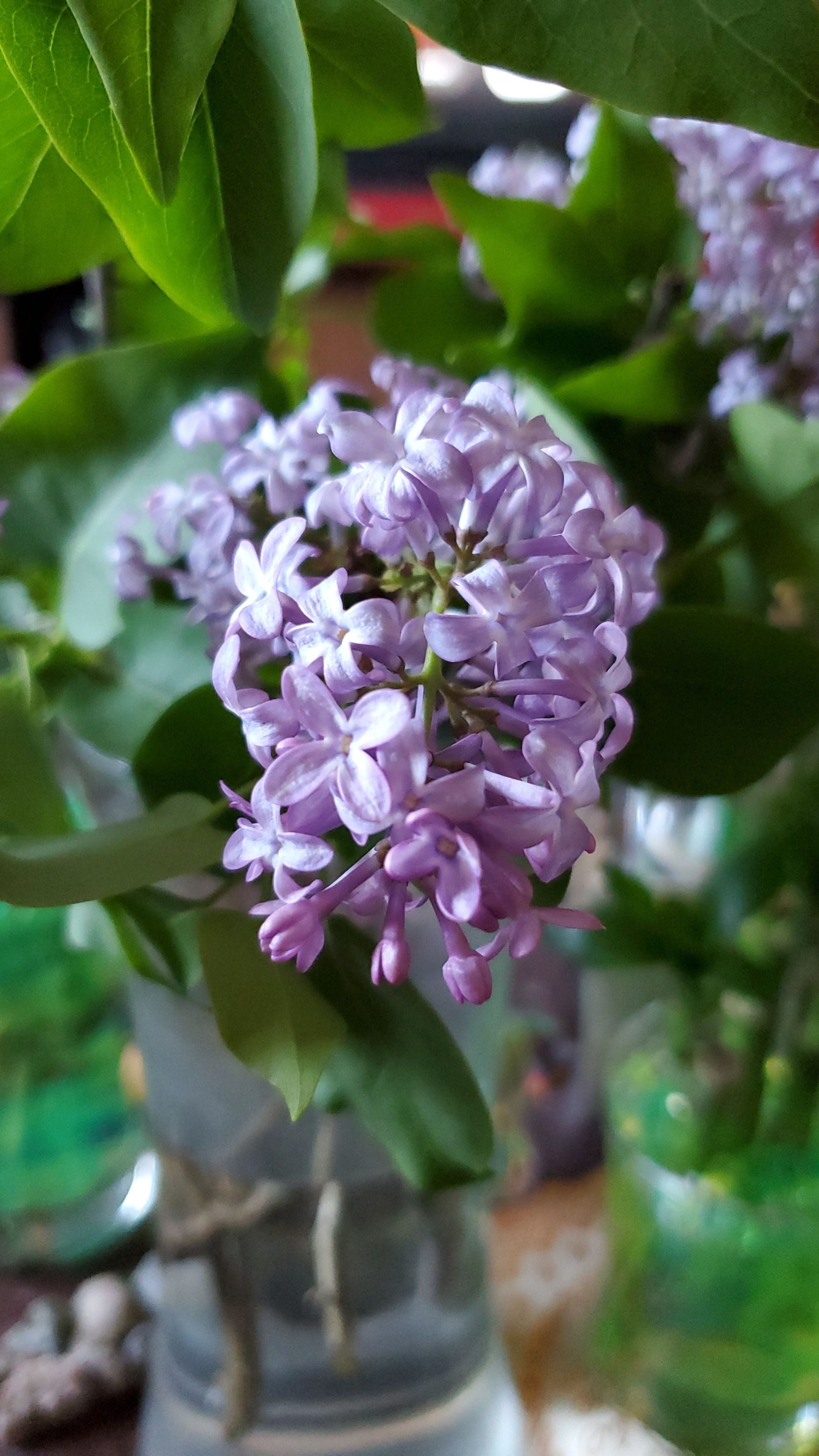 Where Can Lilac Grow? Zones 3a-7a