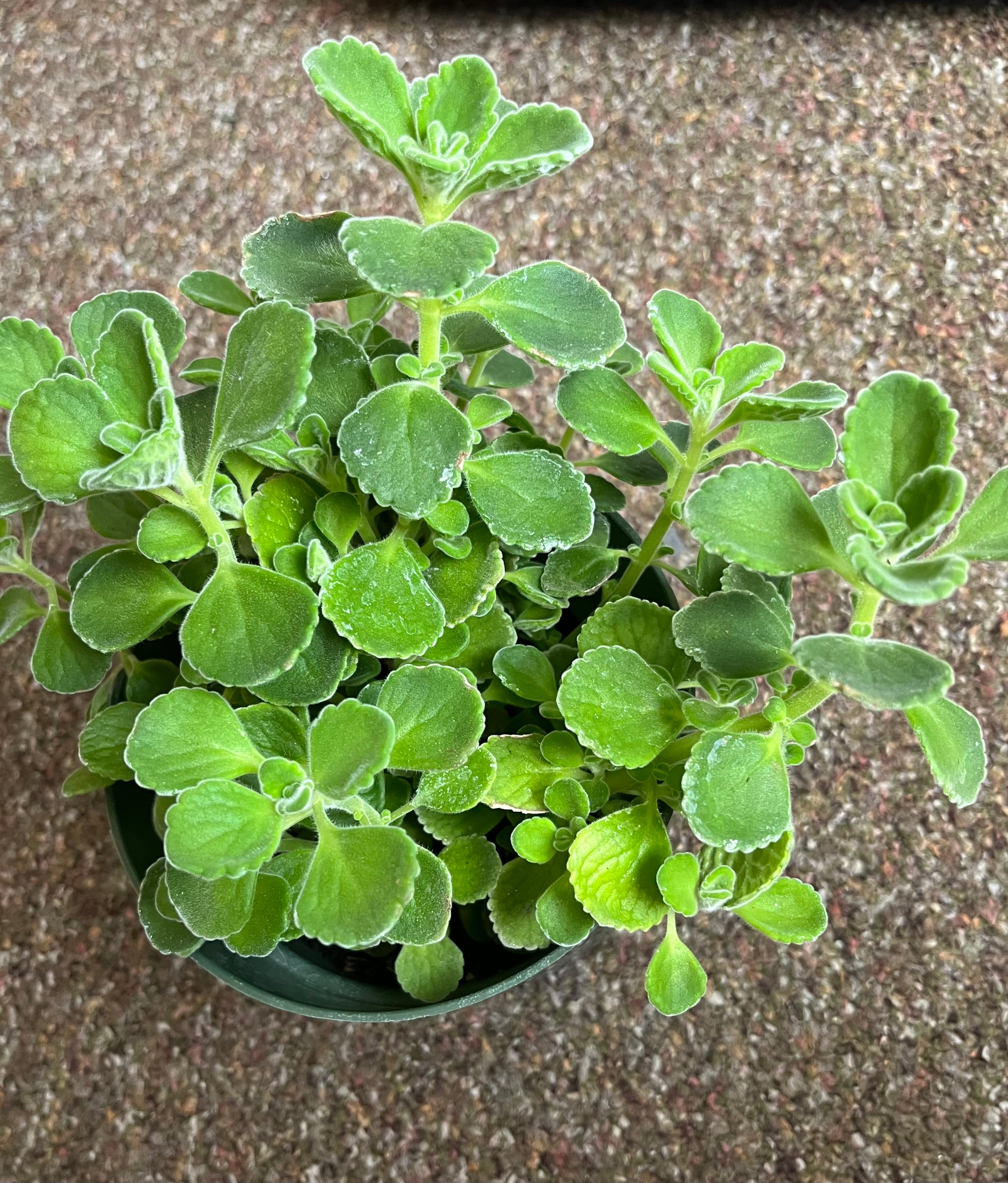 🦋 What is a Blue Coleus? Complete Guide