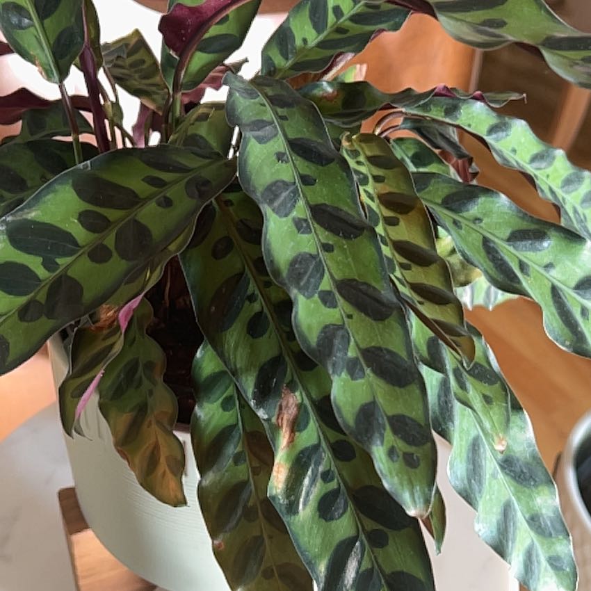 Nemo | A plant by @ChummyHappyleaf on Greg