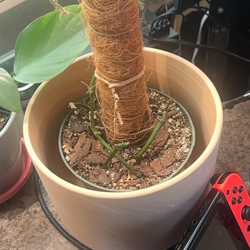 Marley | A plant by @HeroLilacchina on Greg