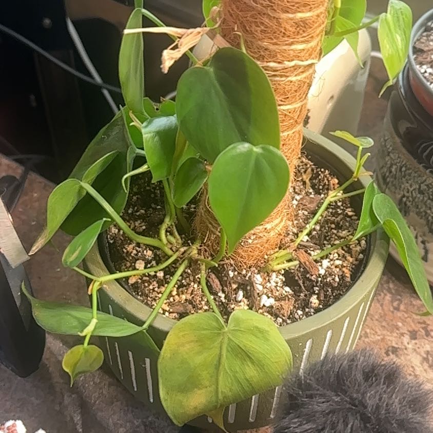 Nemo | A plant by @HeroLilacchina on Greg