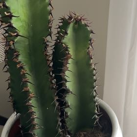 Keep Your Euphorbia ingens 'Chocolate Drop' Alive: Light, Water & Care ...