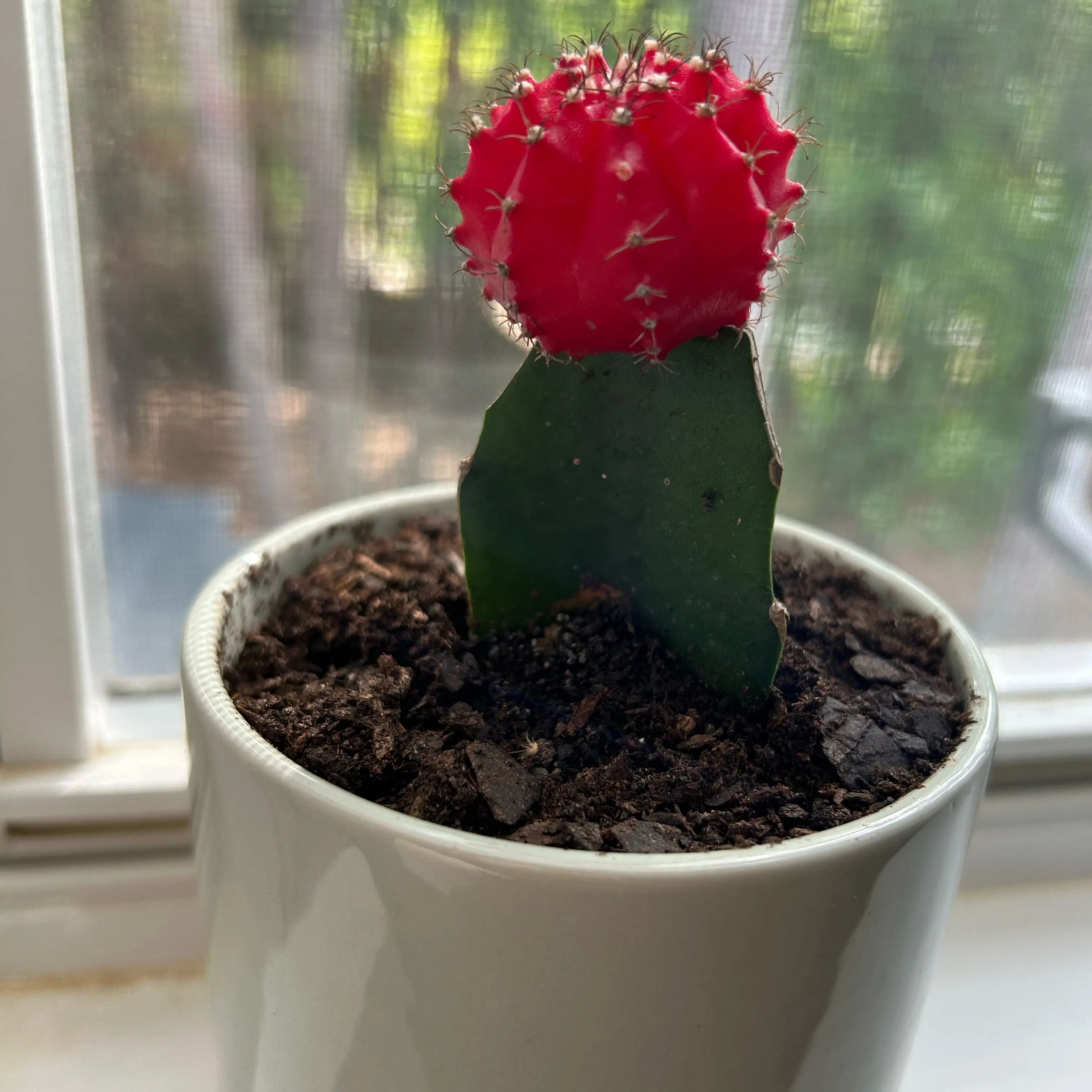Catarina | A plant by @Cactarina on Greg