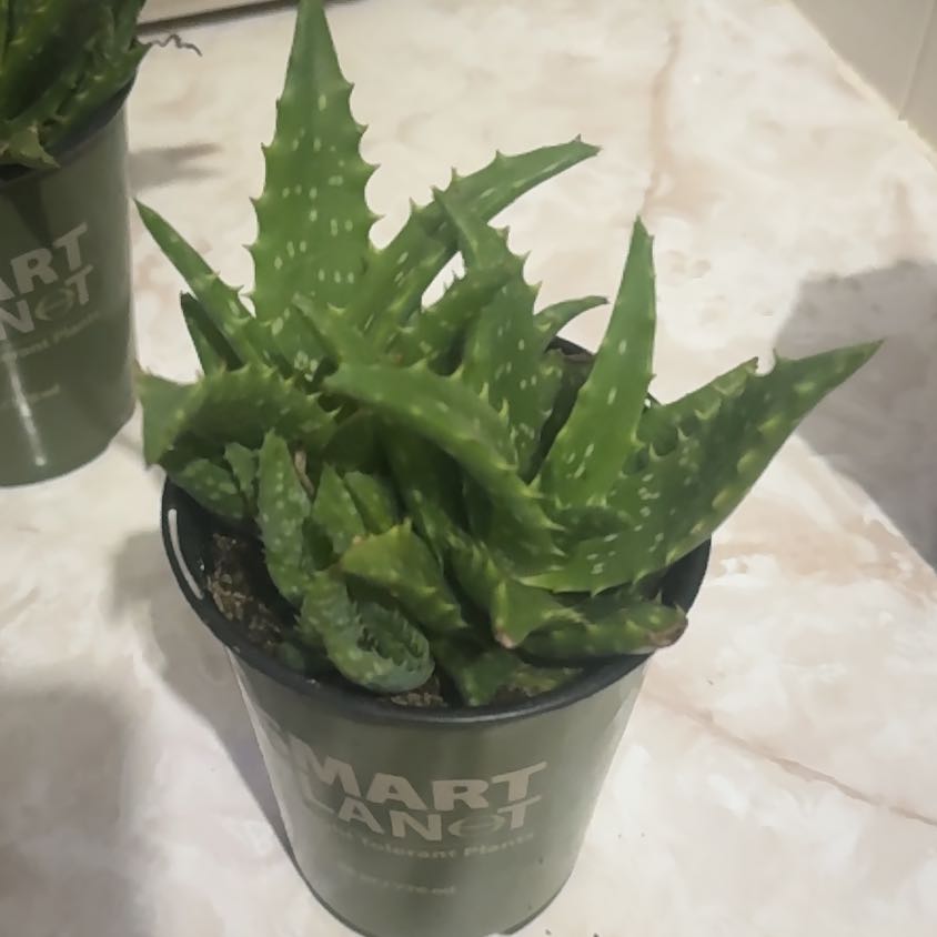 How to Care for Aloe 'Night Sky': Mastering Water, Sunlight & More