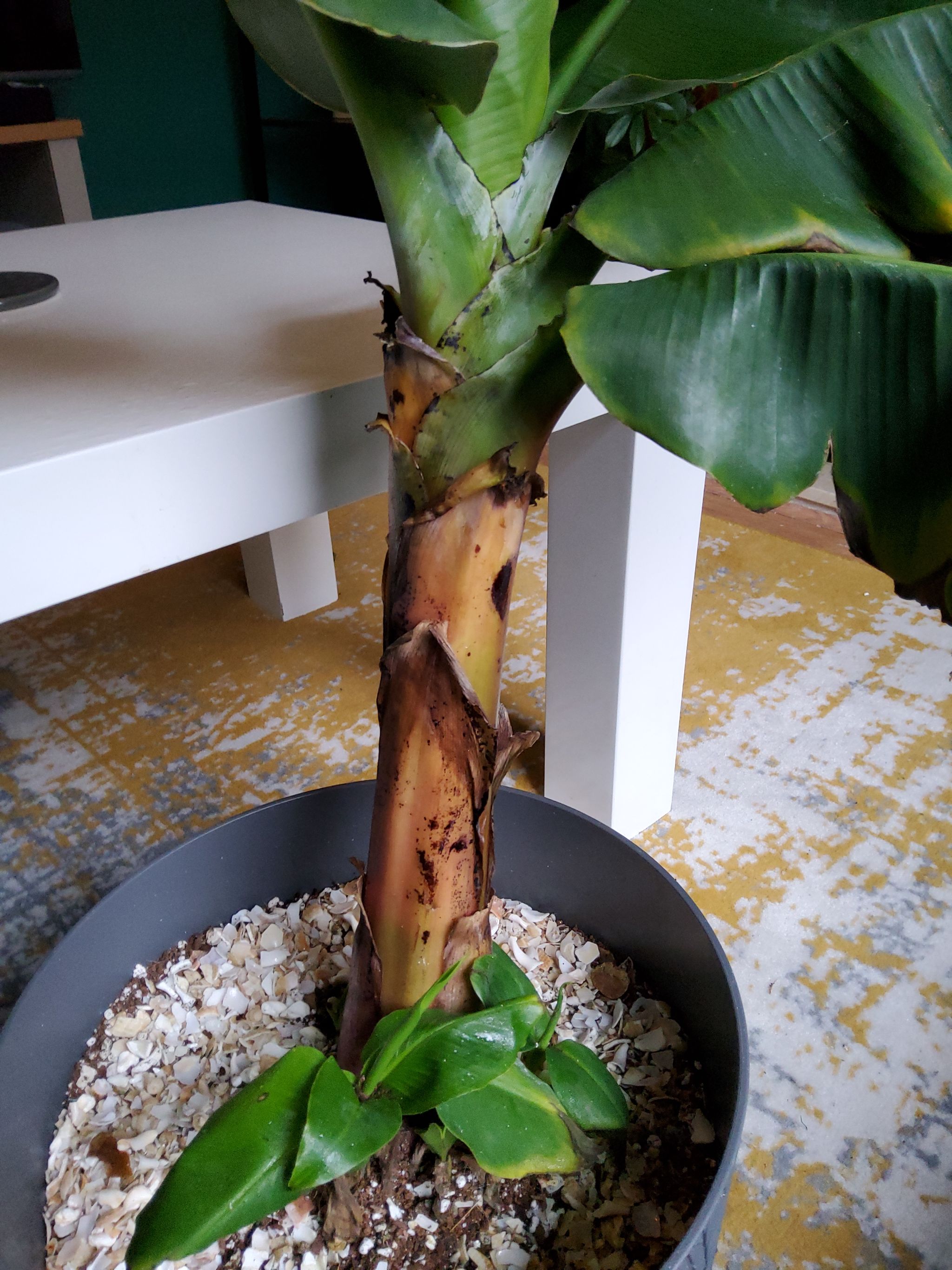🍌 Key Milestones in Banana Growth
