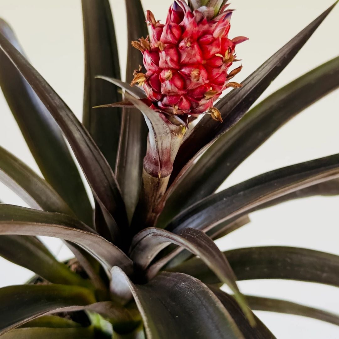 How to Care for Red Ornamental Pineapple: Mastering Water, Sunlight & More