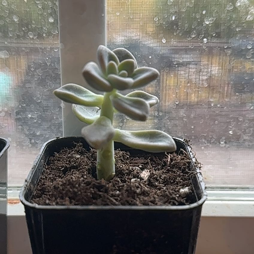 Nemo | A plant by @Plantmomma1821 on Greg