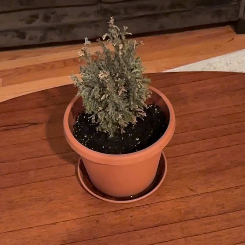 Keep Your European Cypress Alive: Light, Water & Care Instructions