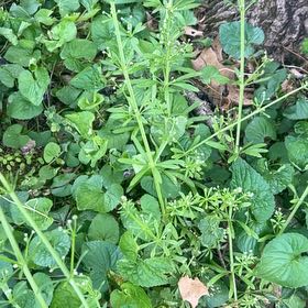 The Complete Grip Grass Plant Care Guide: Water, Light & Beyond