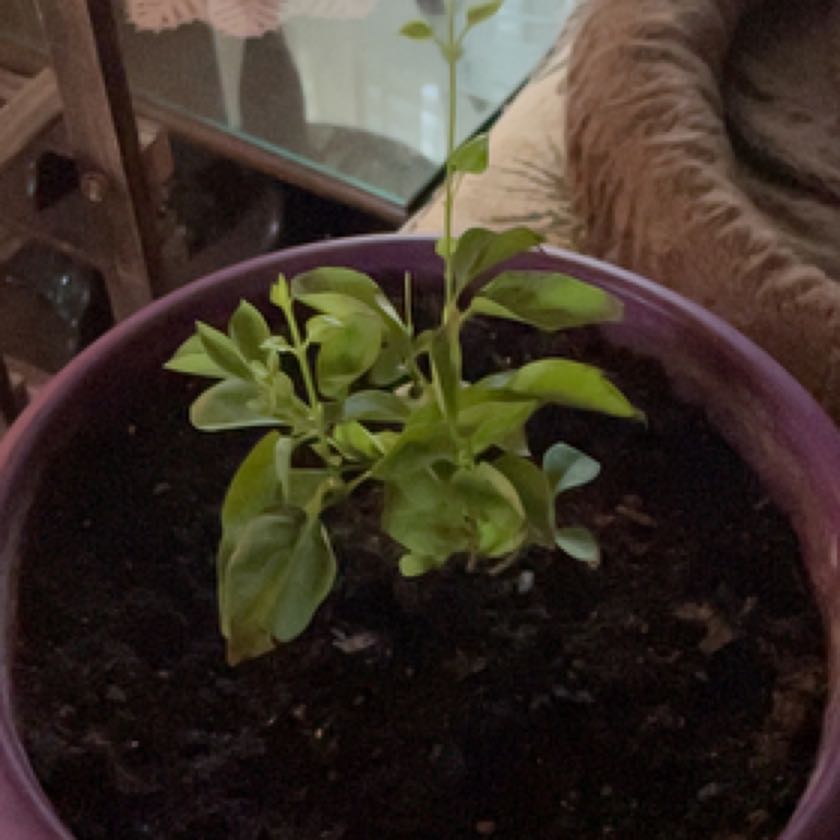 Yellow lilac Plant Care: Water, Light, Nutrients | Greg App 🌱