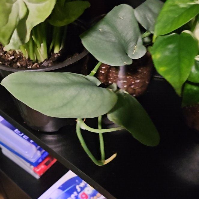 Scindapsus 'Almost Silver' Plant Care: Water, Light, Nutrients | Greg App 🌱