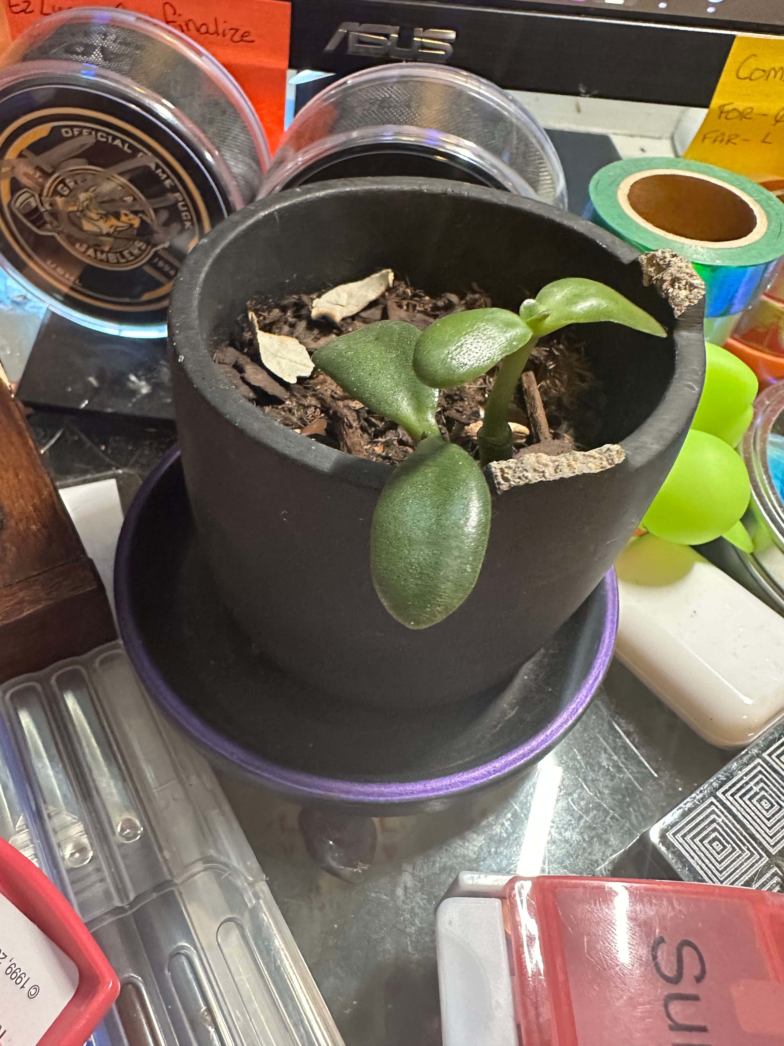 Jade's Best Friends: Top Companion Plants