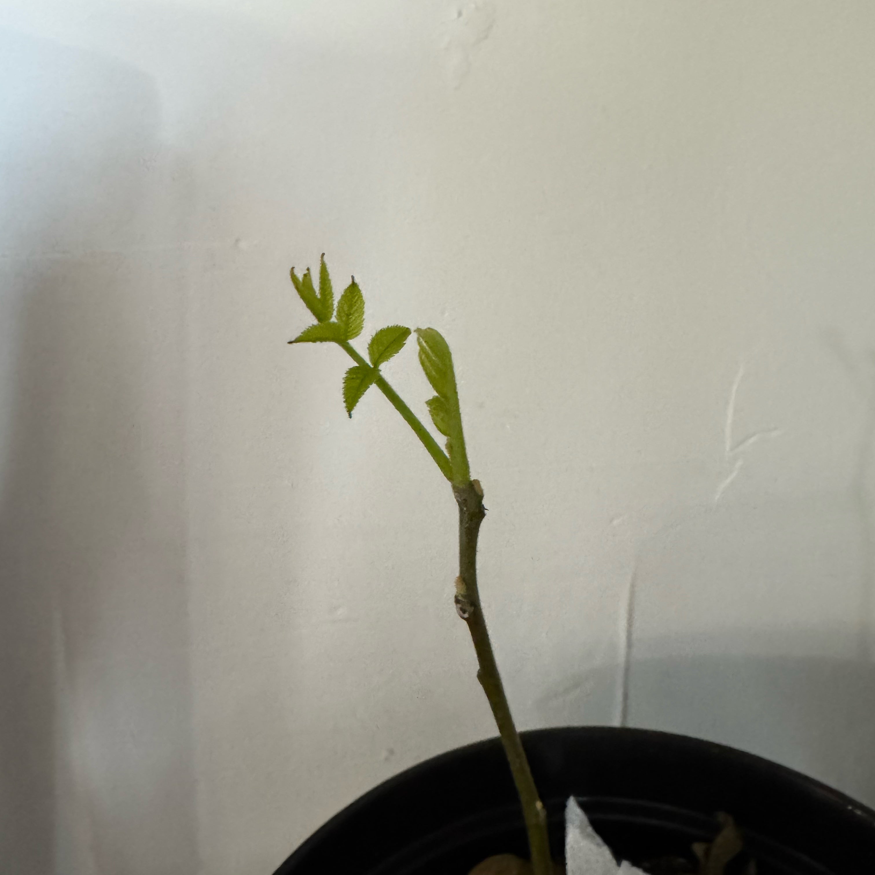 Keep Your Butternut Tree Alive: Light, Water & Care Instructions