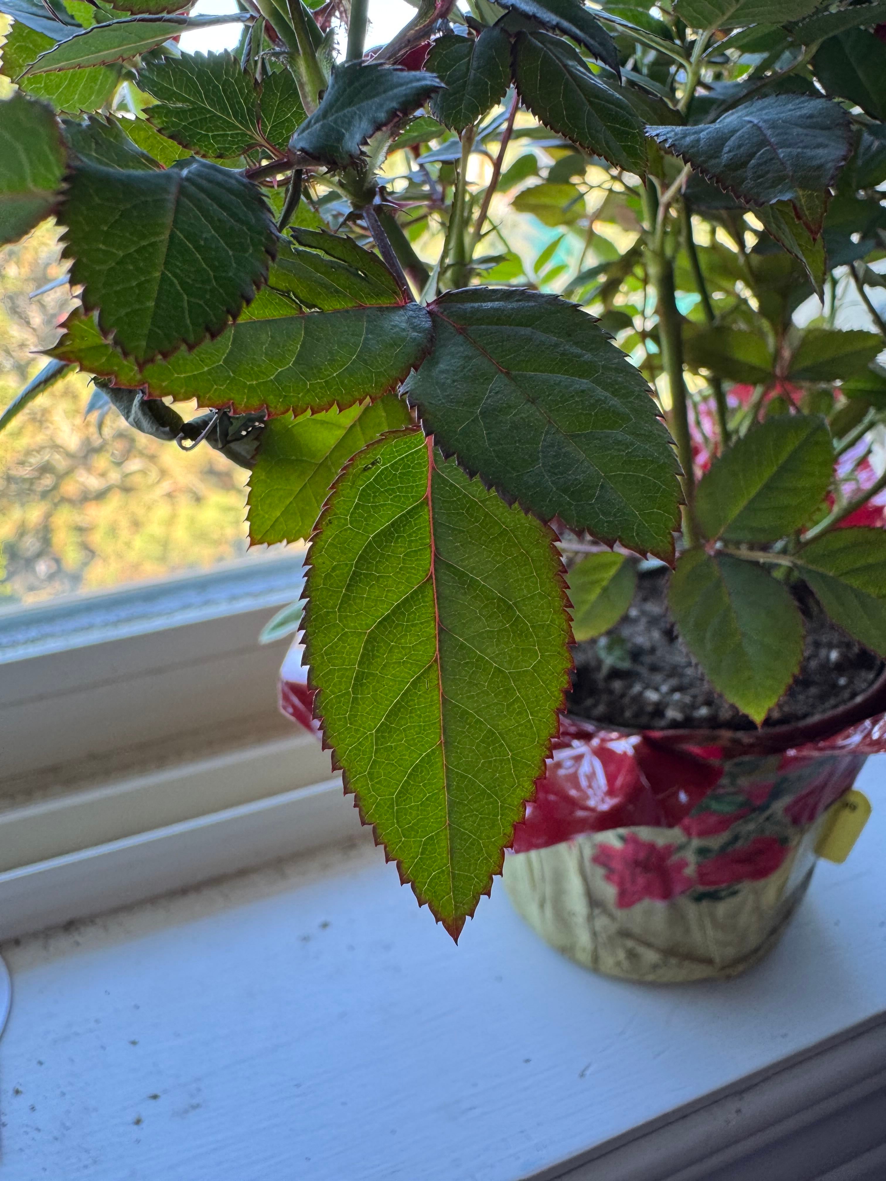 🌹 Step-by-Step Guide to Choosing Green Rose Varieties