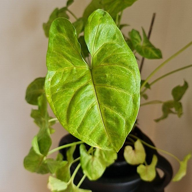 Syngonium Golden Allusion | A plant by @PureBonsaitrees on Greg