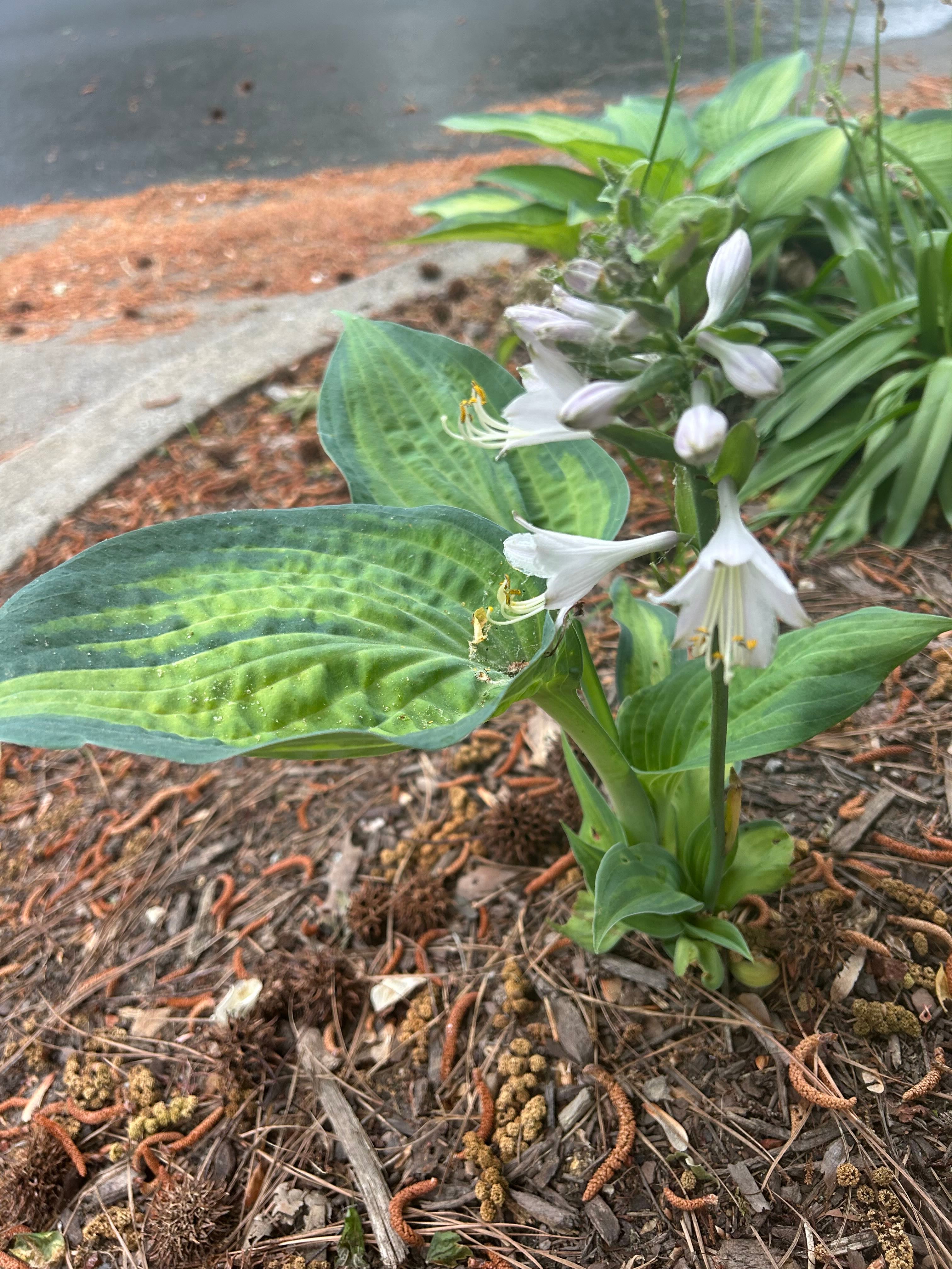 🌼 Ultimate Guide for How to Plant Hosta 'Blue Angel'