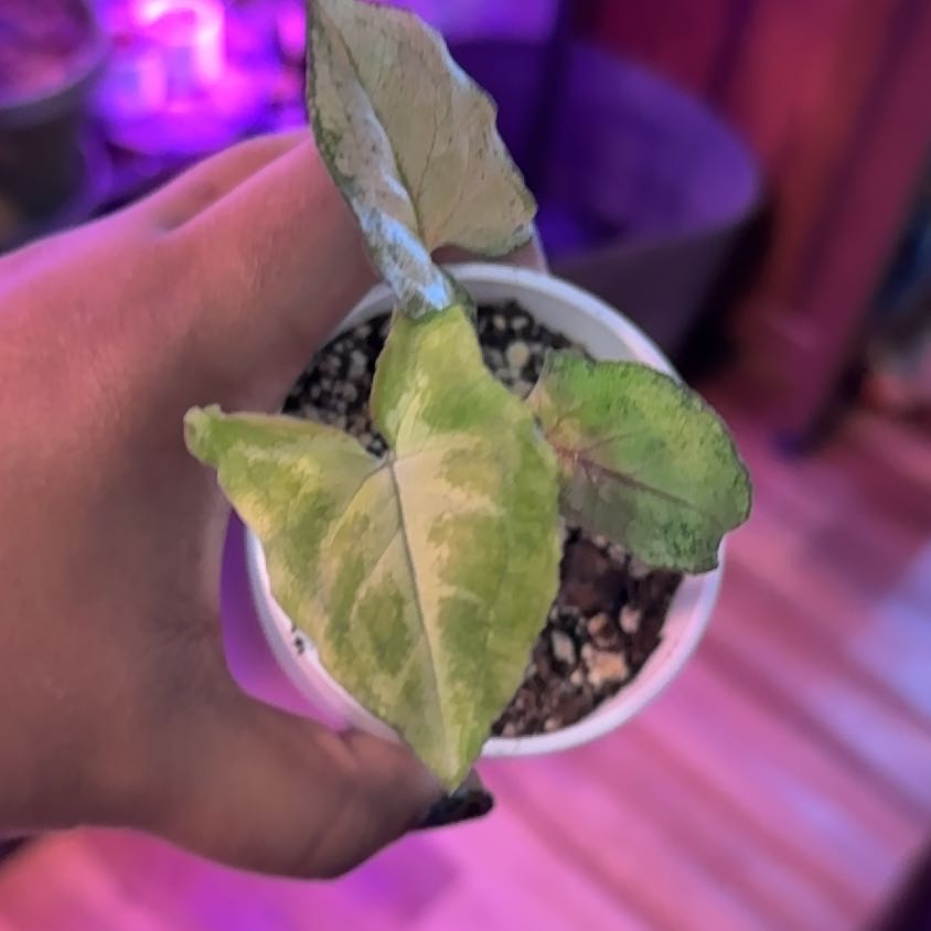 Syngonium 'Orm Manee' Care 101: Water, Light & Growing Tips