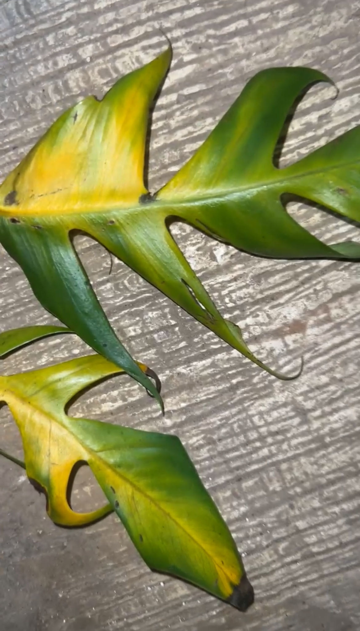 9 Monstera Landscaping Hacks
