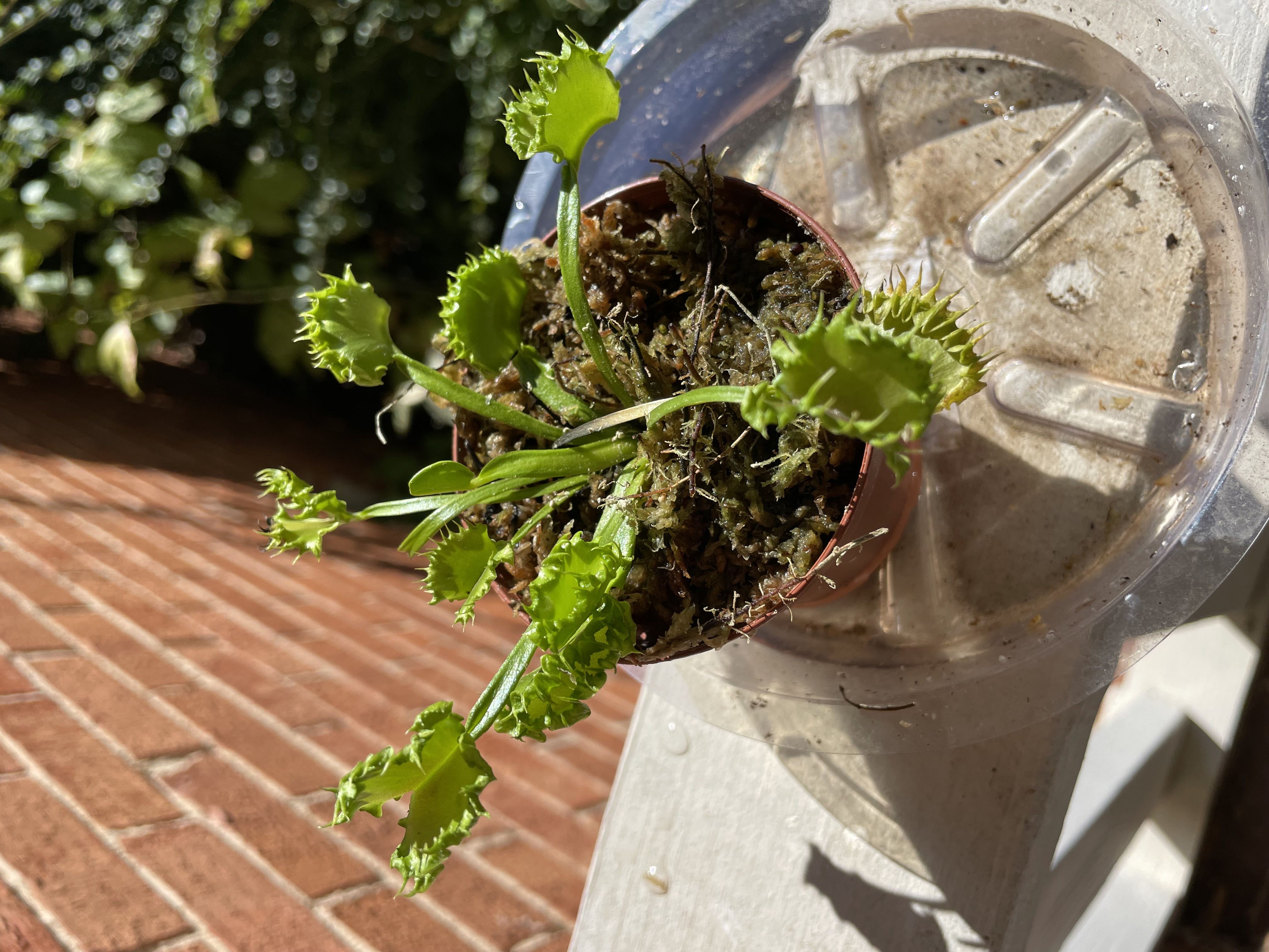 Venus Flytrap 'Cross Teeth' Plant Care: Water, Light, Nutrients | Greg ...