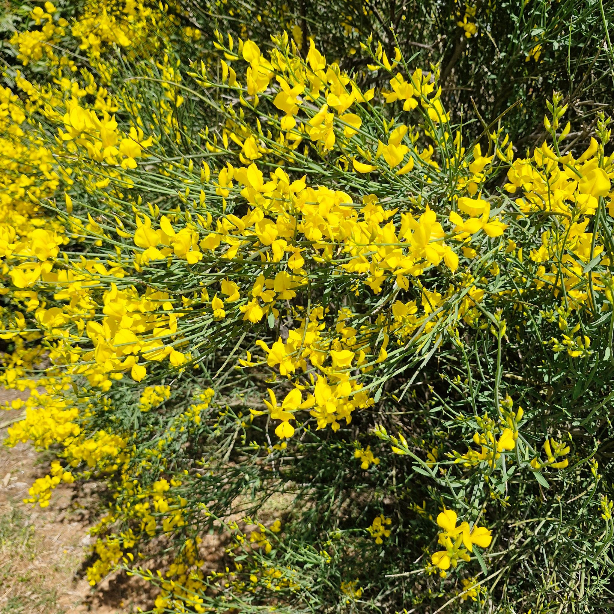 The Complete Spanish Broom Plant Care Guide: Water, Light & Beyond