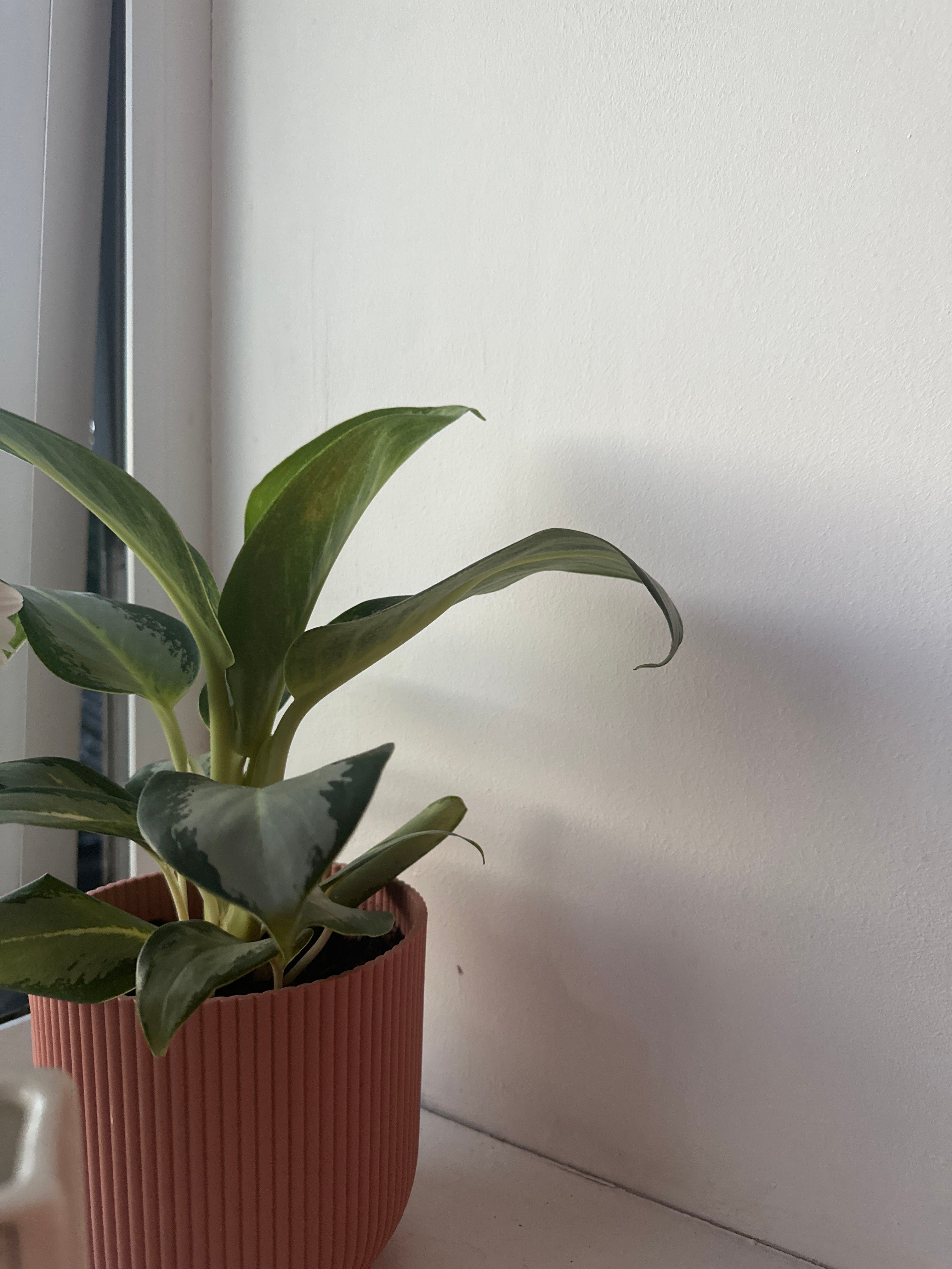 Aglaonema 'Ruby Ray' Plant Care: Water, Light, Nutrients | Greg App 🌱